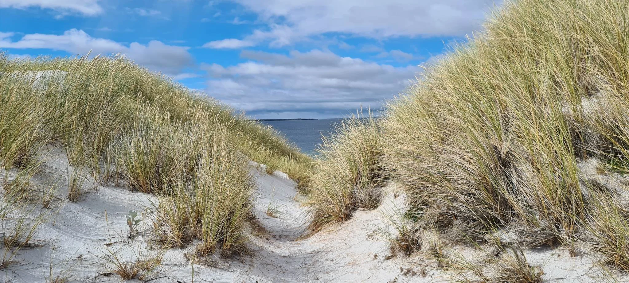 Explore the Falkland Islands | Breathtaking Nature Experiences — Lupin ...
