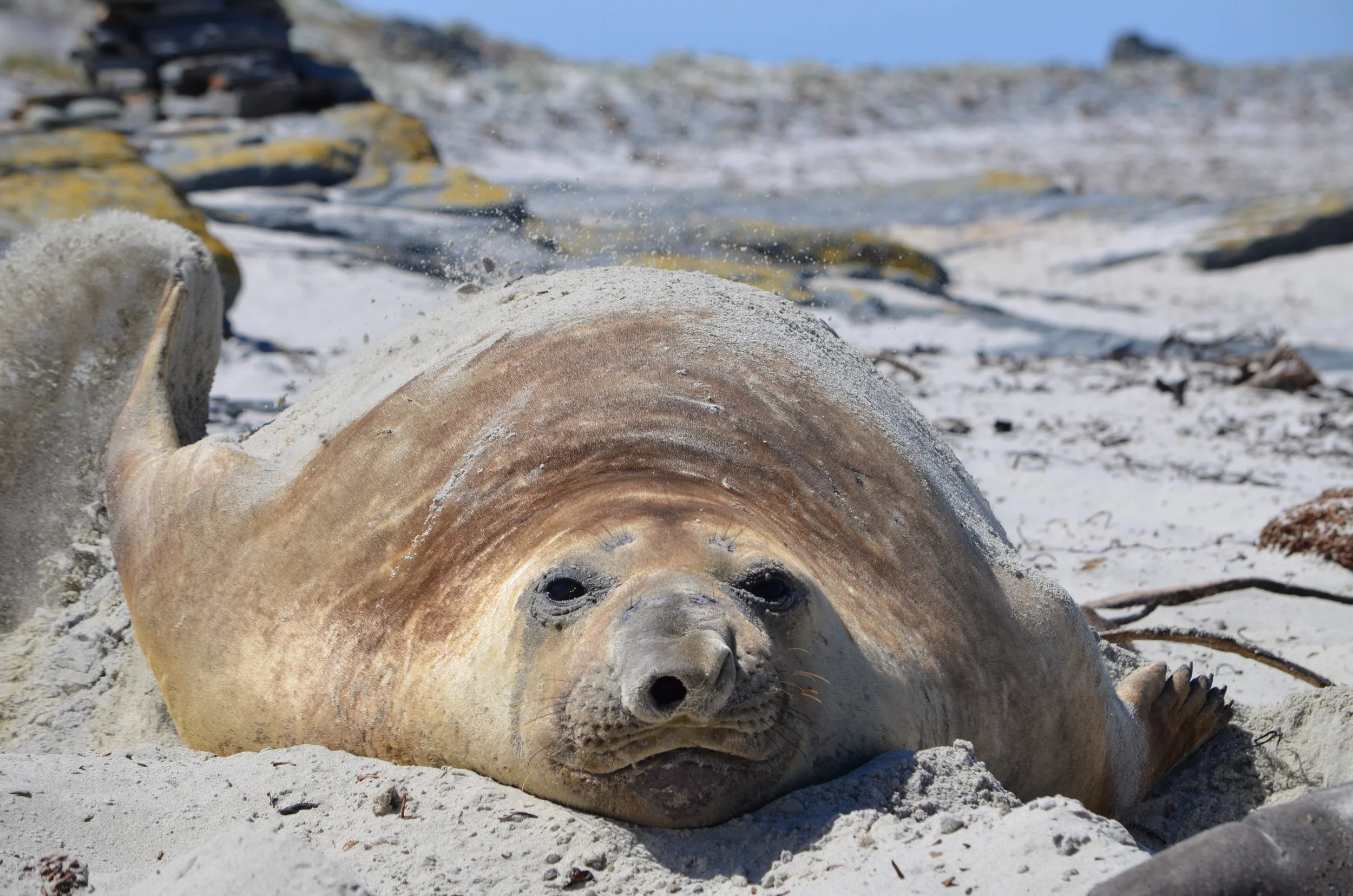 Explore the Falkland Islands | Breathtaking Nature Experiences — Lupin ...