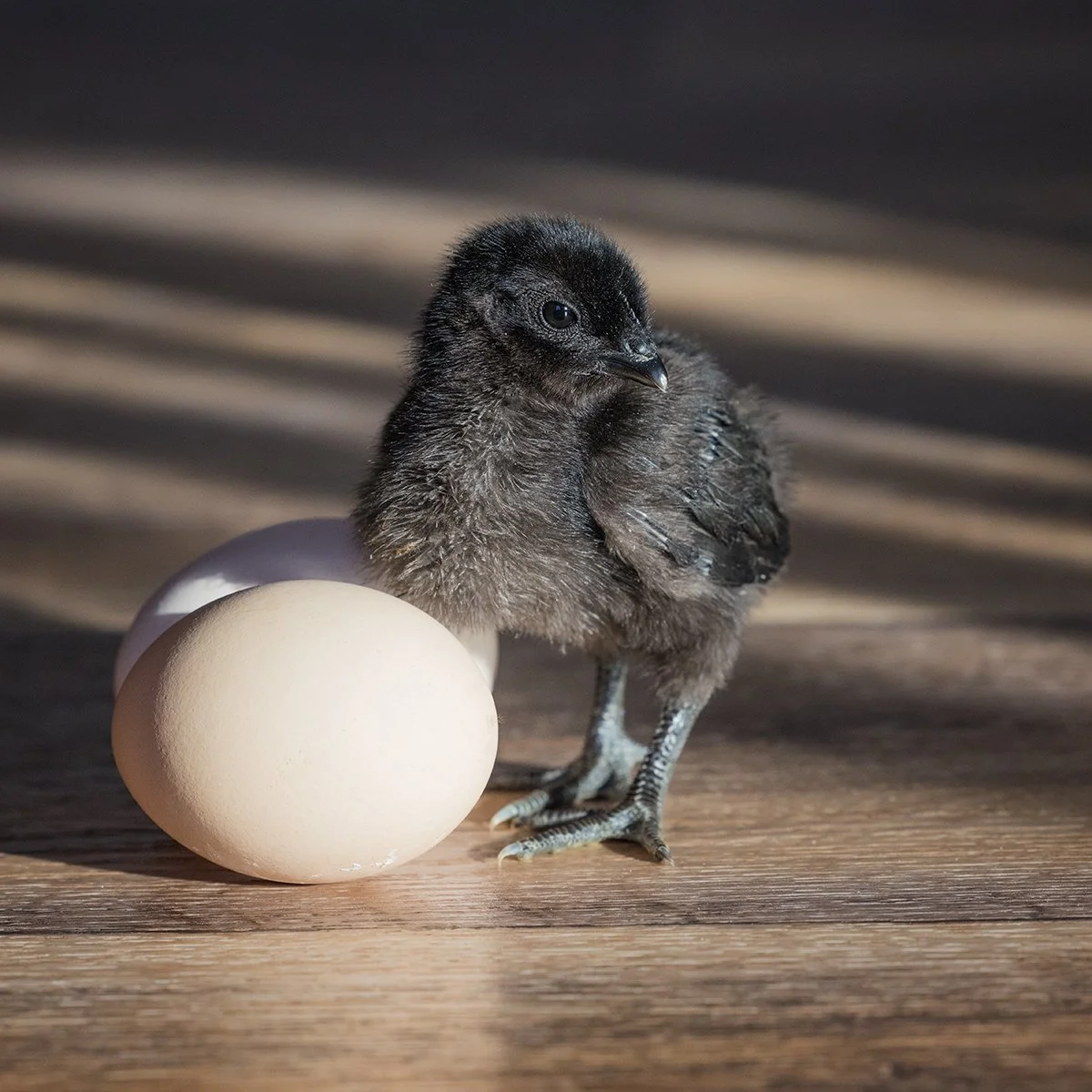 Ayam Cemani Chicks — The Herbelin Family Farm