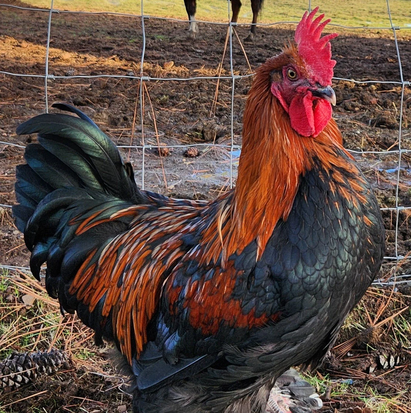 Shop — The Herbelin Family Farm - Ayam Cemani Chickens for sale