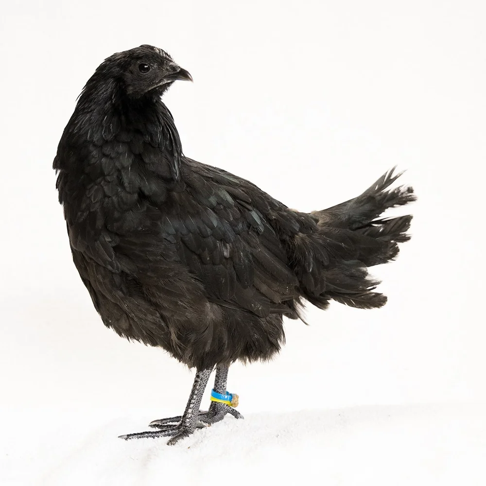 Shop — The Herbelin Family Farm - Ayam Cemani Chickens for sale