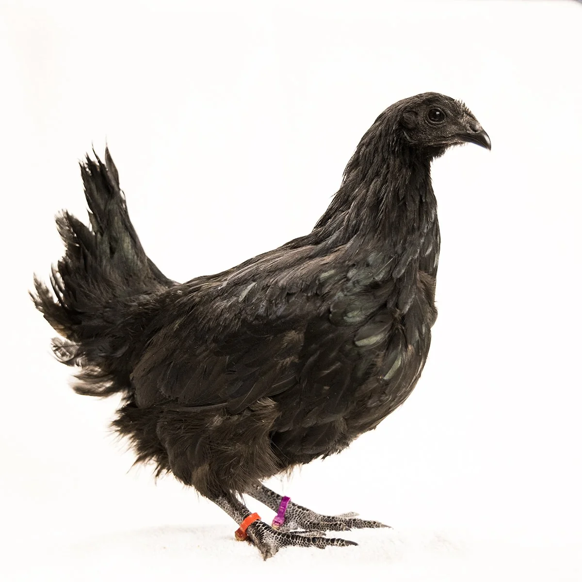 Shop — The Herbelin Family Farm - Ayam Cemani Chickens for sale