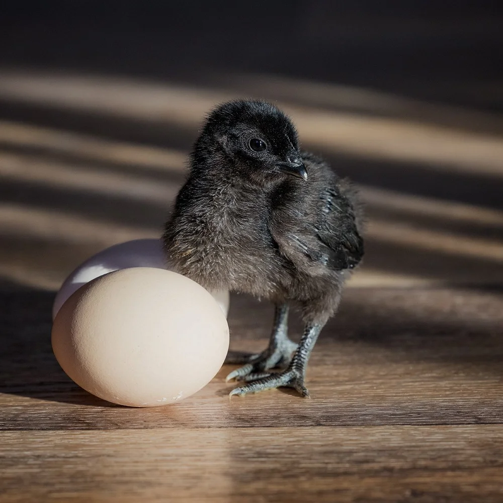 Shop — The Herbelin Family Farm - Ayam Cemani Chickens for sale