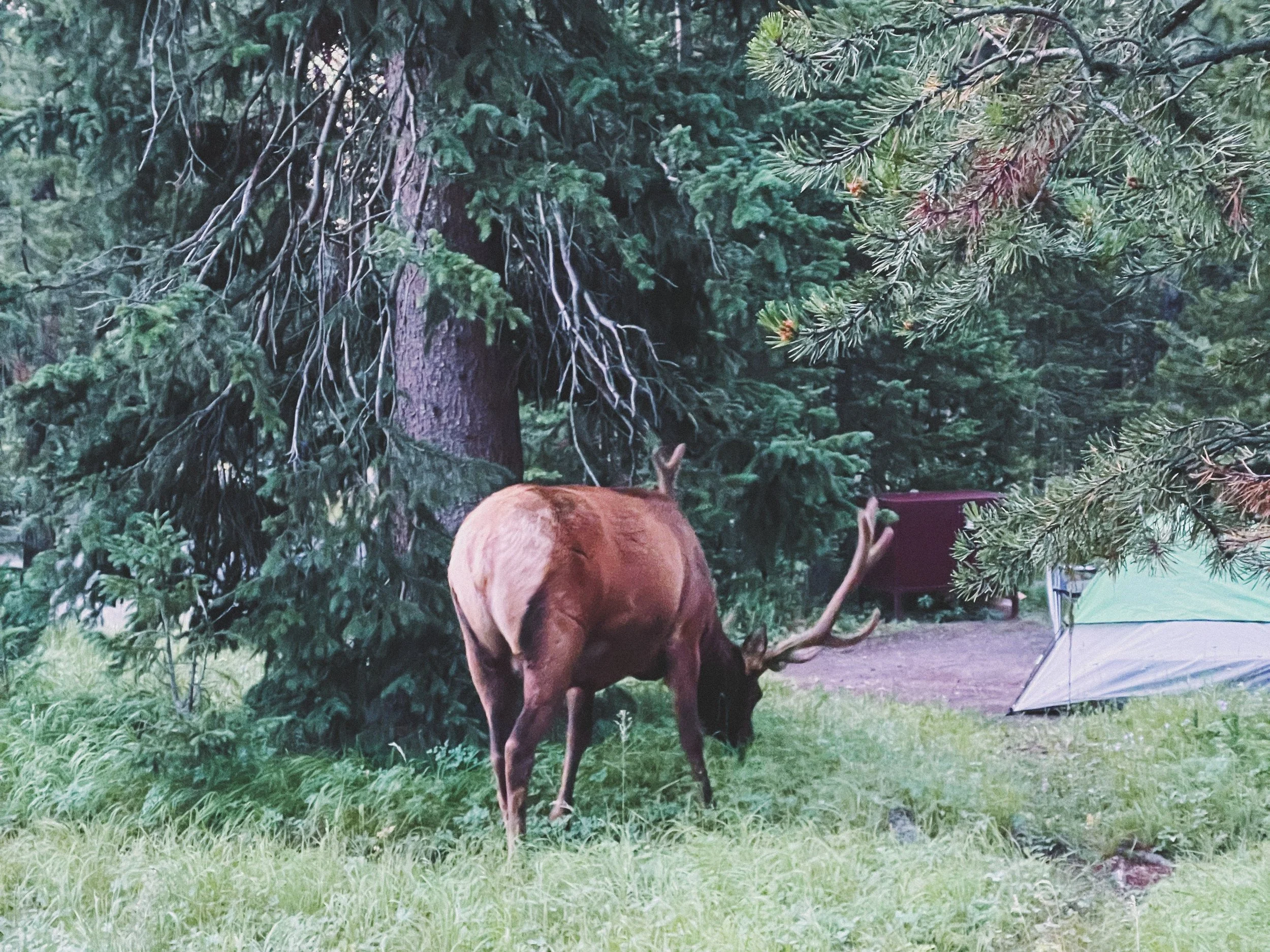 Essential Camping Gear List for First-Time Campers - A Beginner's Guide ...