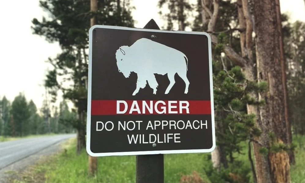 Your Ultimate Guide to the Top Ten Must-Sees at Yellowstone National ...