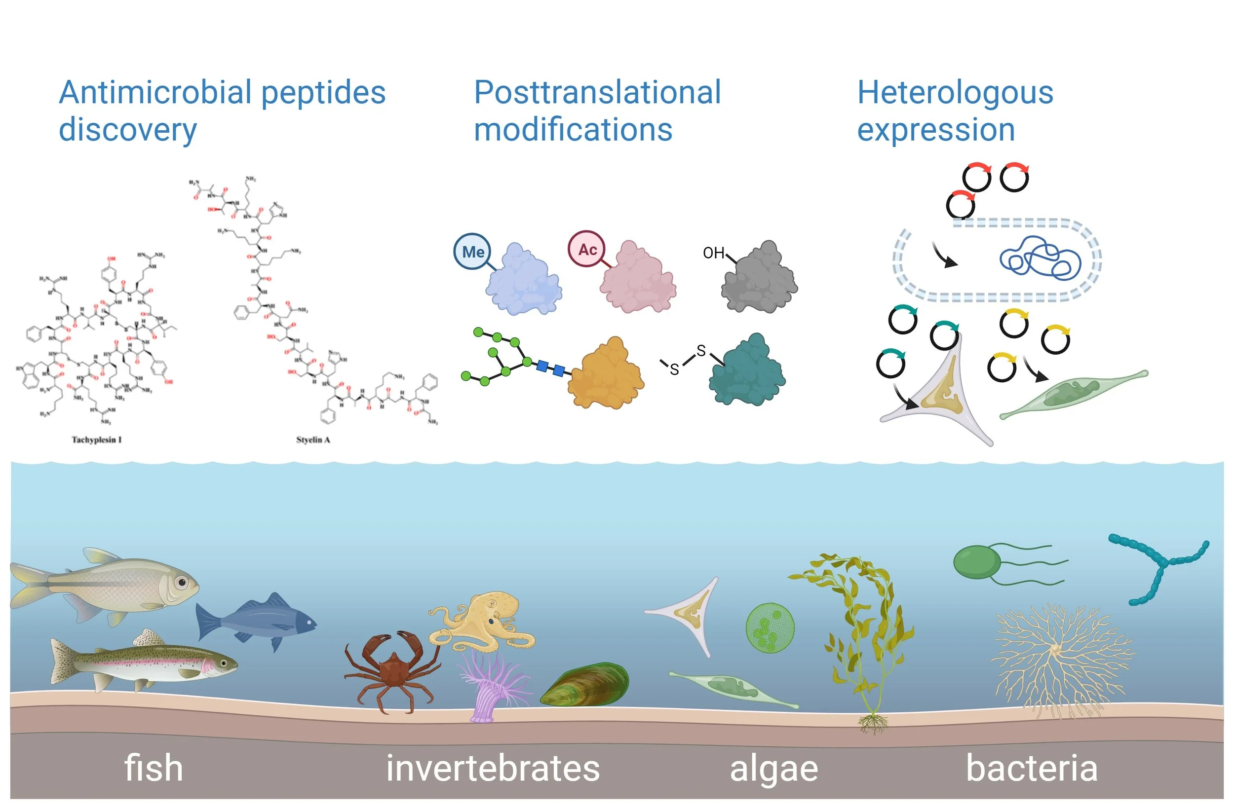 46. Embracing the era of antimicrobial peptides with marine organisms ...