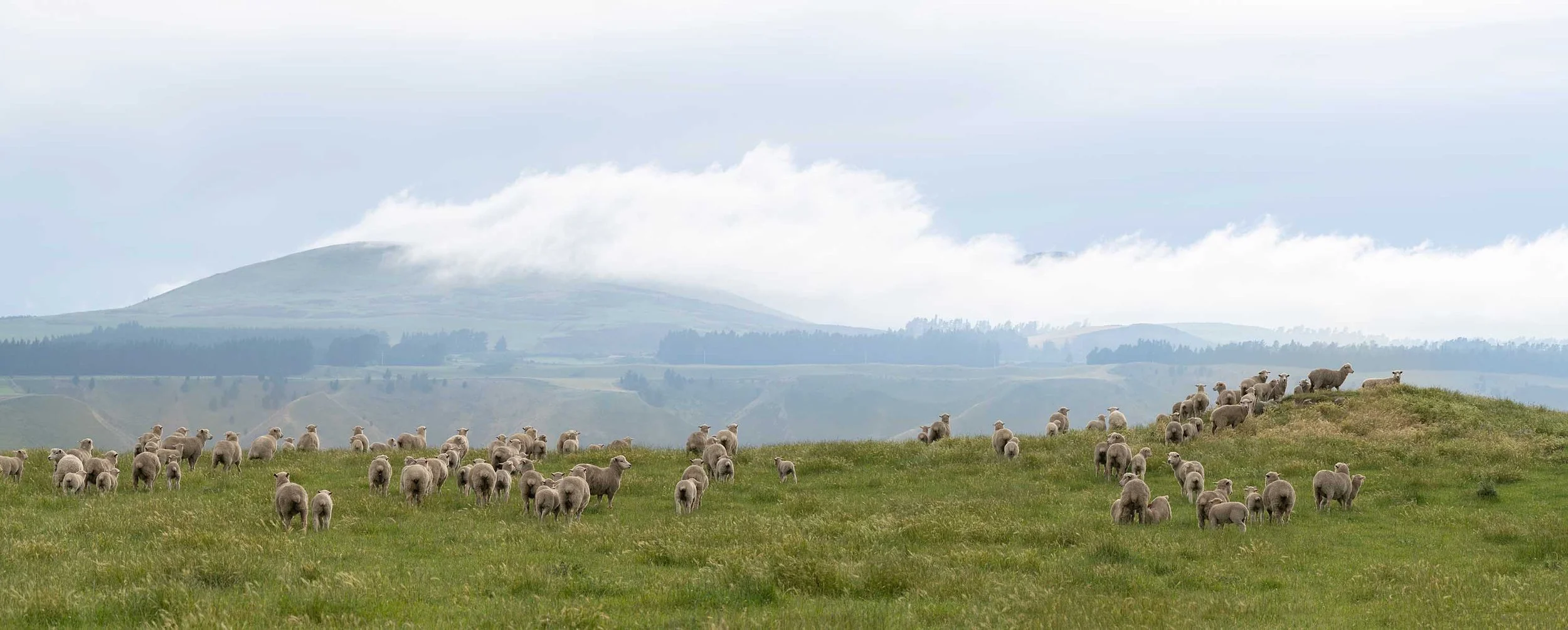 SX Fine Wool Sheep Breeders