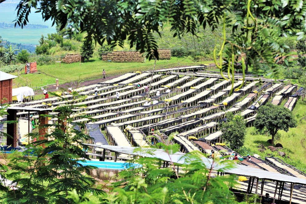 ORIGINS — C. Dorman