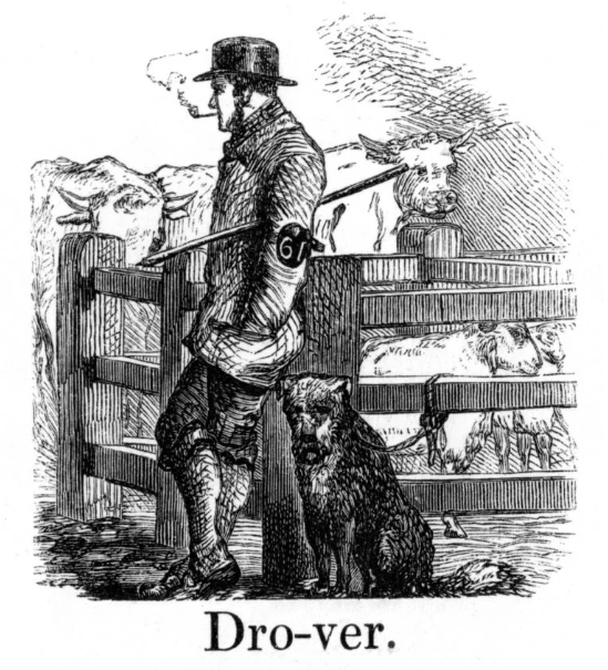 The History, Culture, and Practice of Droving — Portrait Of Pembridge