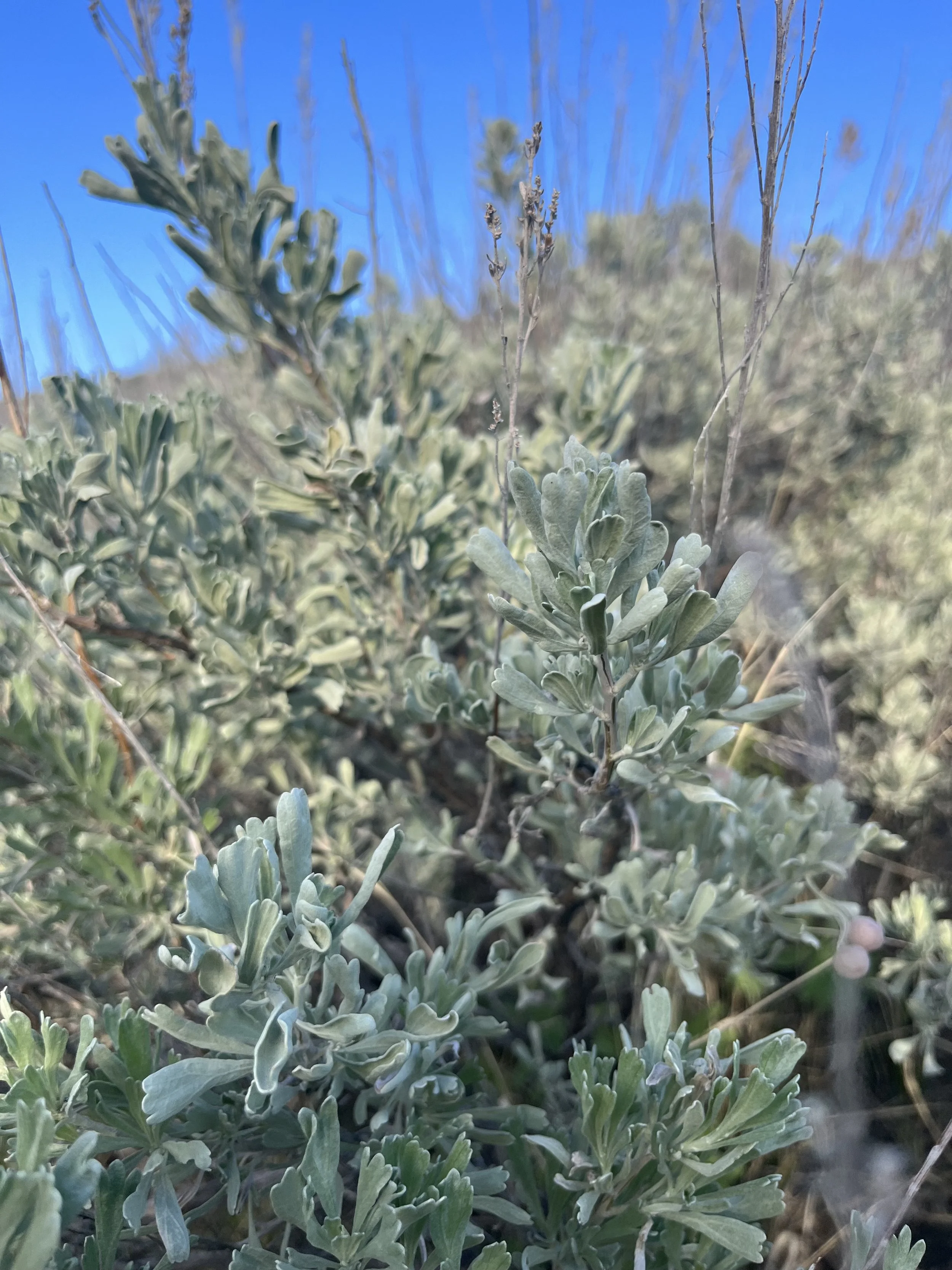 Sagebrush Collaborative