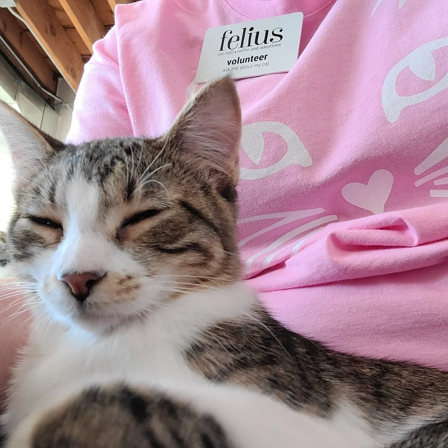 Our Impact — Felius Cat Cafe & Rescue