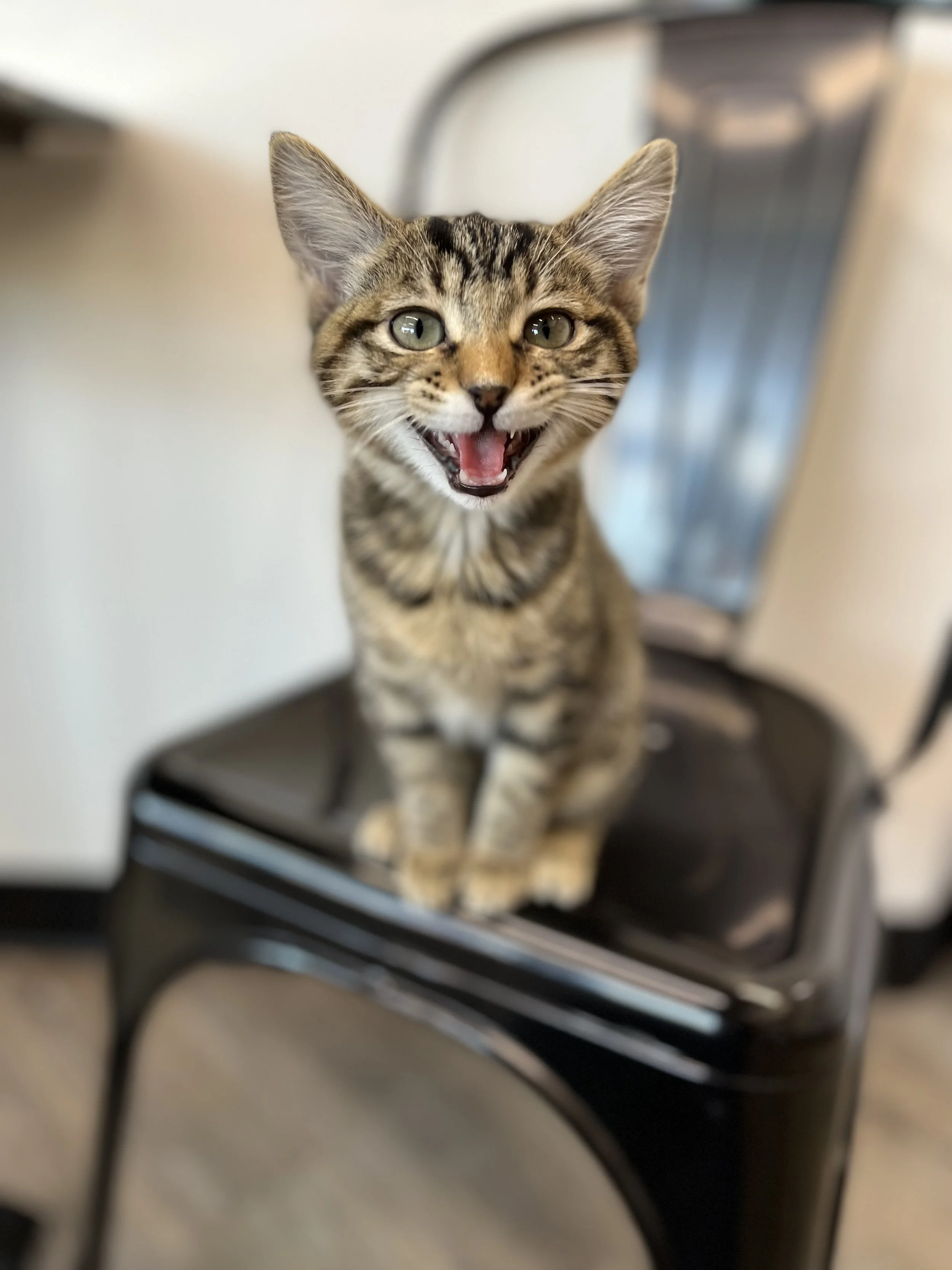 Contact — Felius Cat Cafe & Rescue