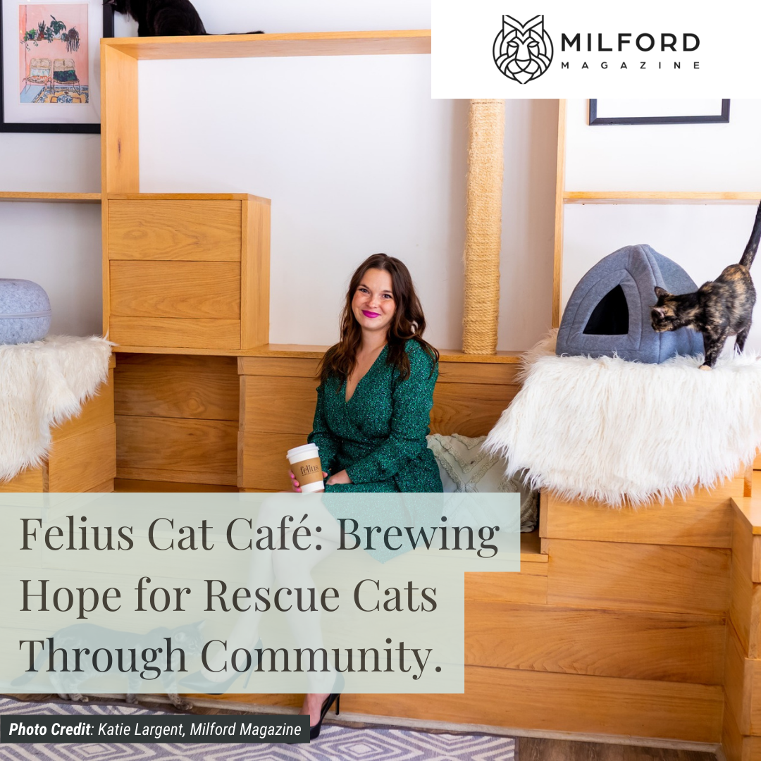 in the news — Felius Cat Cafe & Rescue