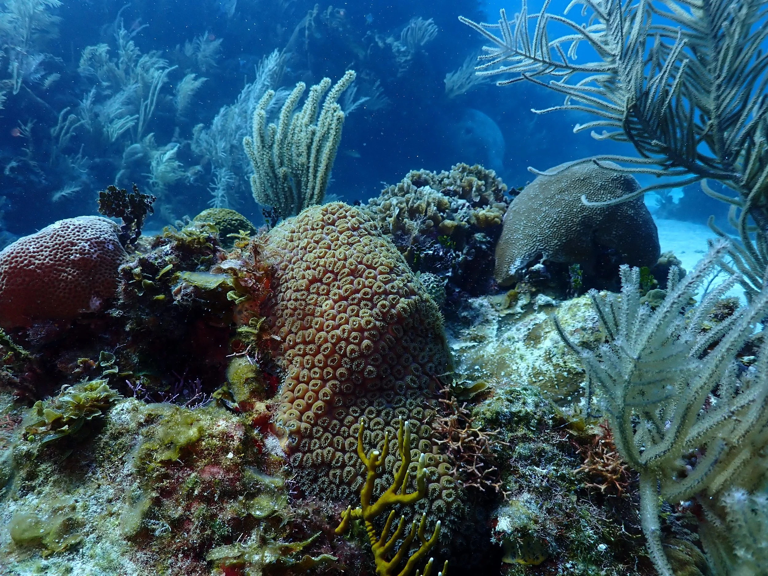 The Science of Corals — Ricochet Science