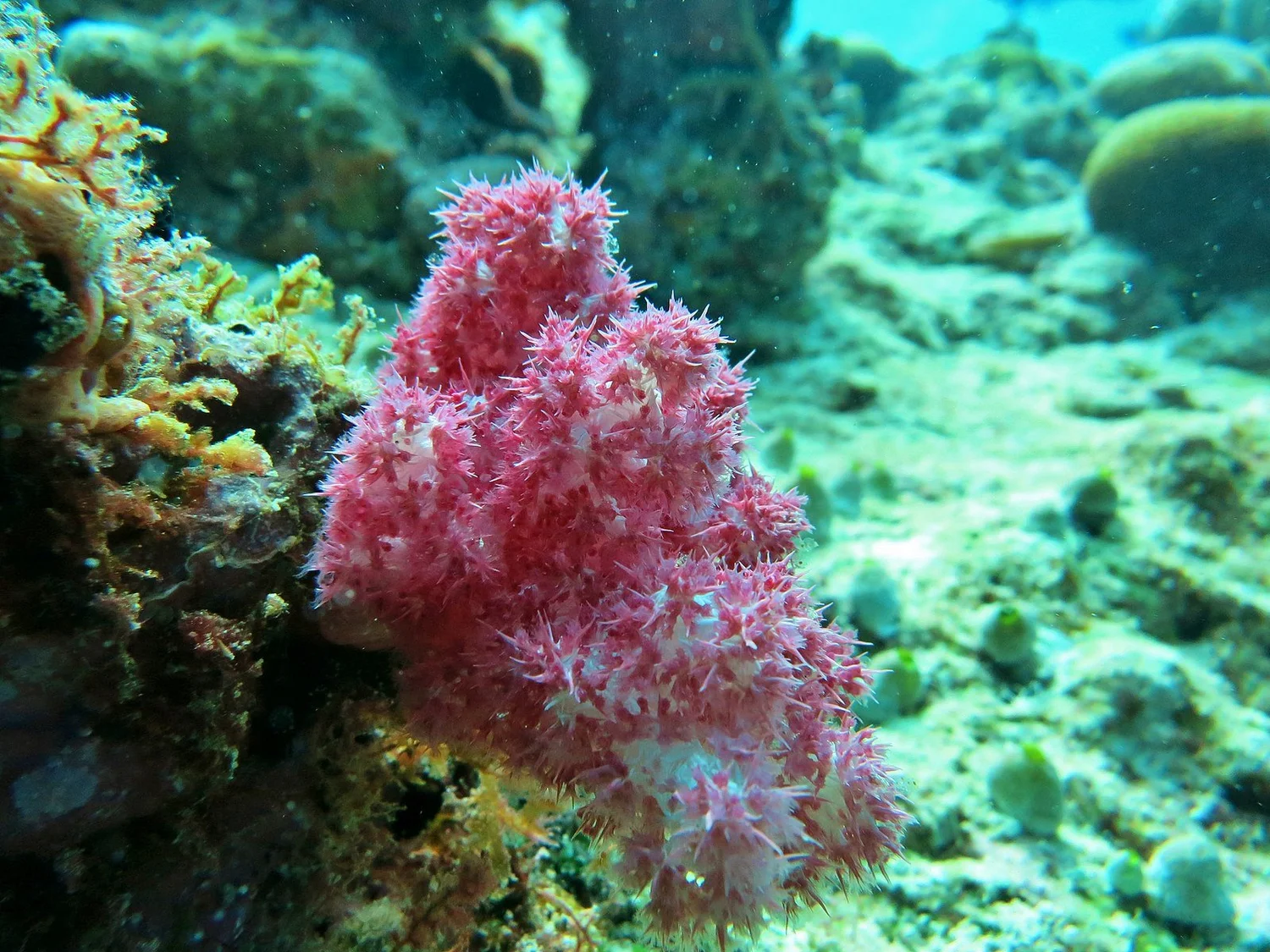 The Science of Corals — Ricochet Science