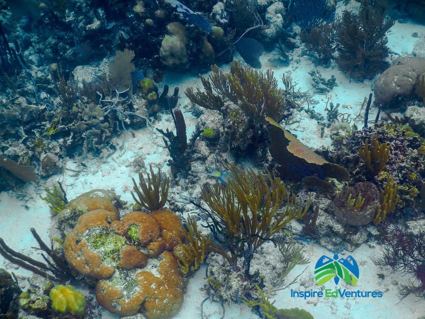 The Science of Coral Reefs — Ricochet Science
