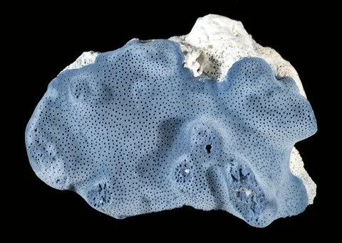 The Science of Corals — Ricochet Science