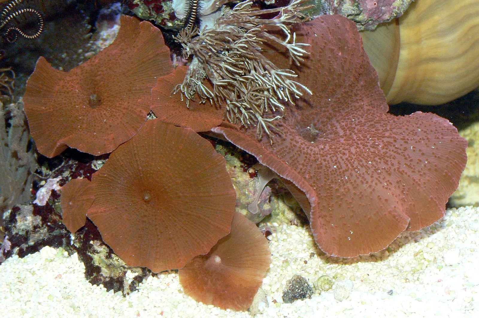 The Science of Corals — Ricochet Science