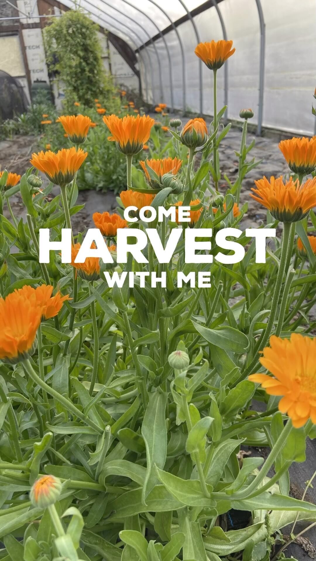 Sunfox Farm | Sunflower Oils | Herbals Tea | Herbs & Spices | Body Care ...