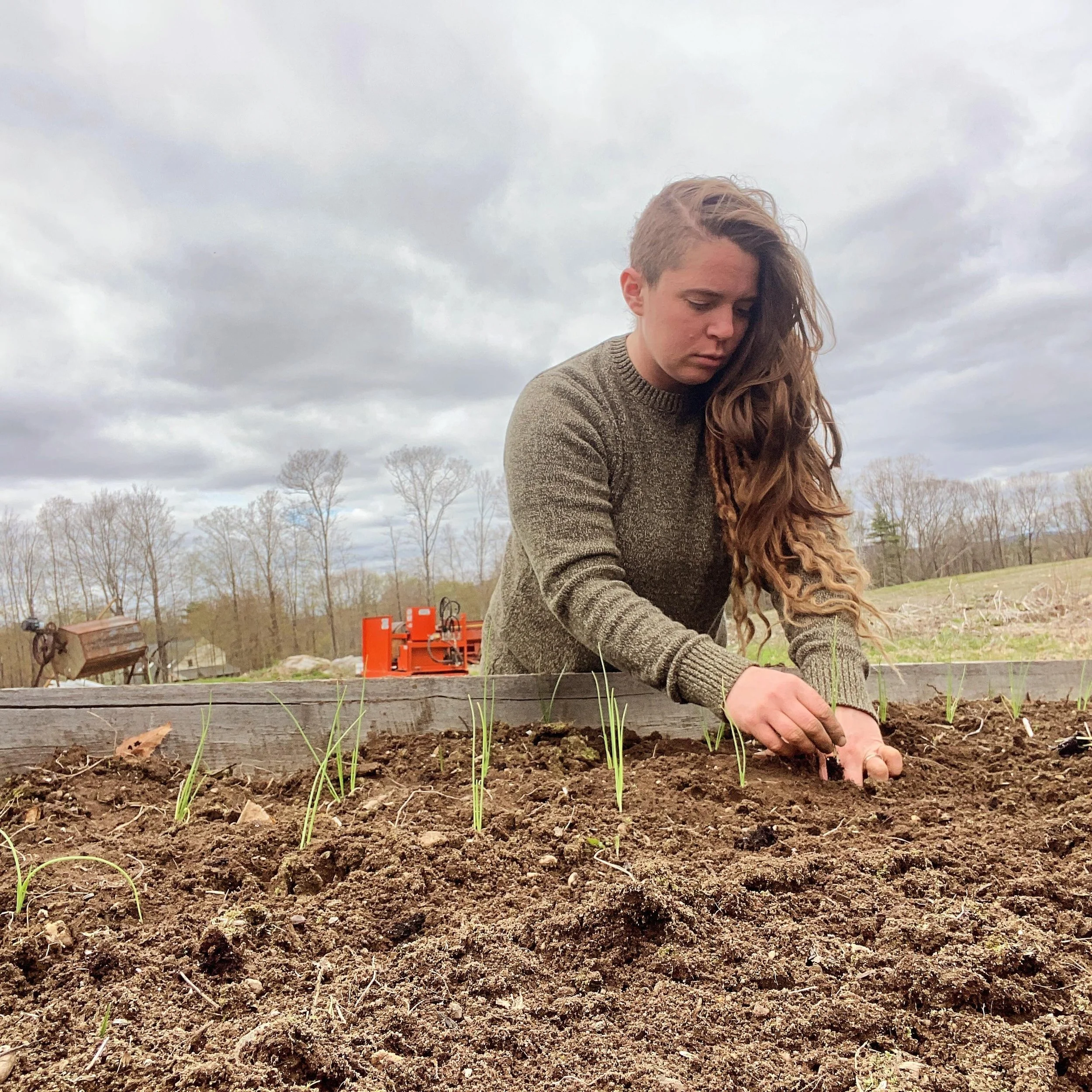Sunfox Farm | Sunflower Oils | Herbals Tea | Herbs & Spices | Body Care ...