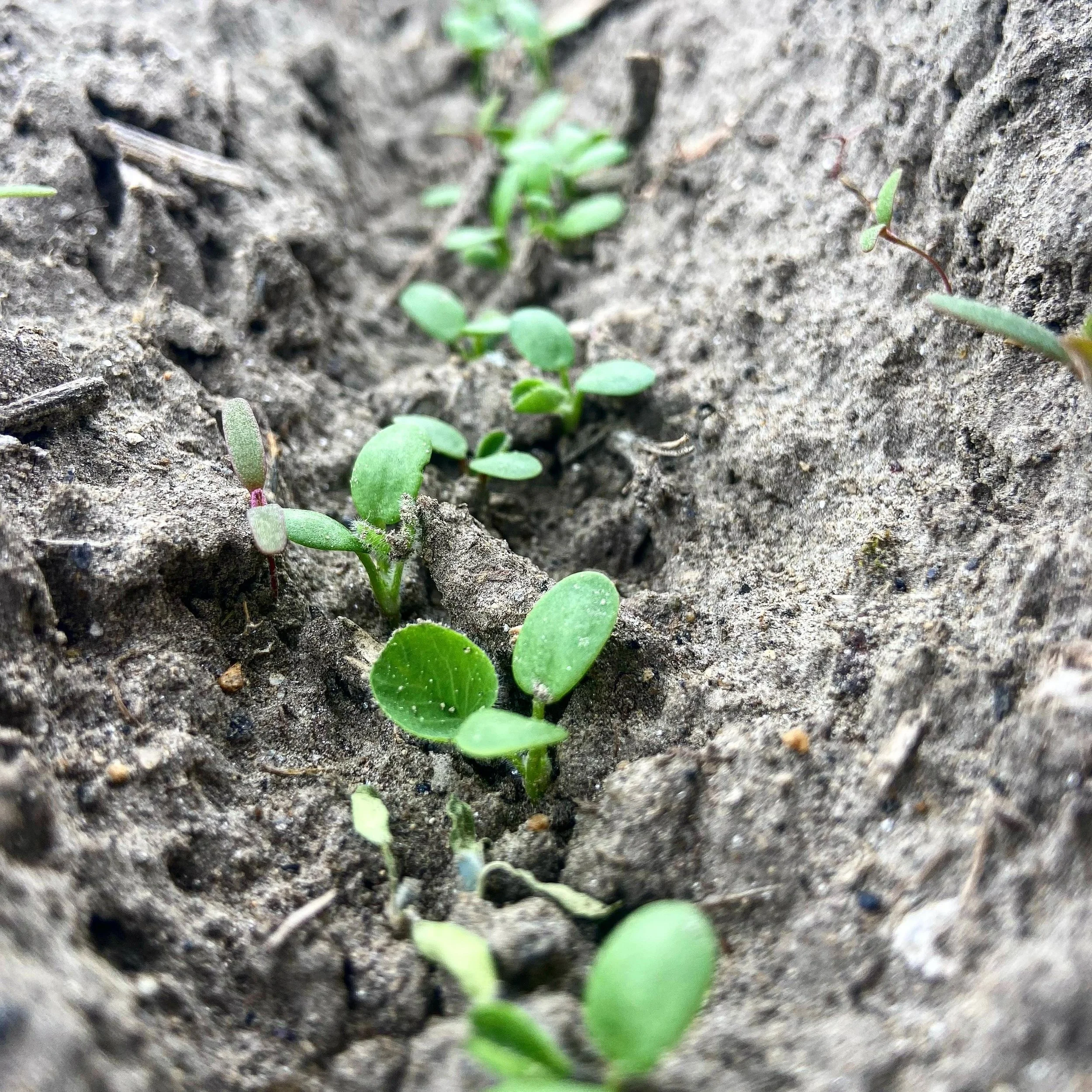 Sunfox Farm | Sunflower Oils | Herbals Tea | Herbs & Spices | Body Care ...