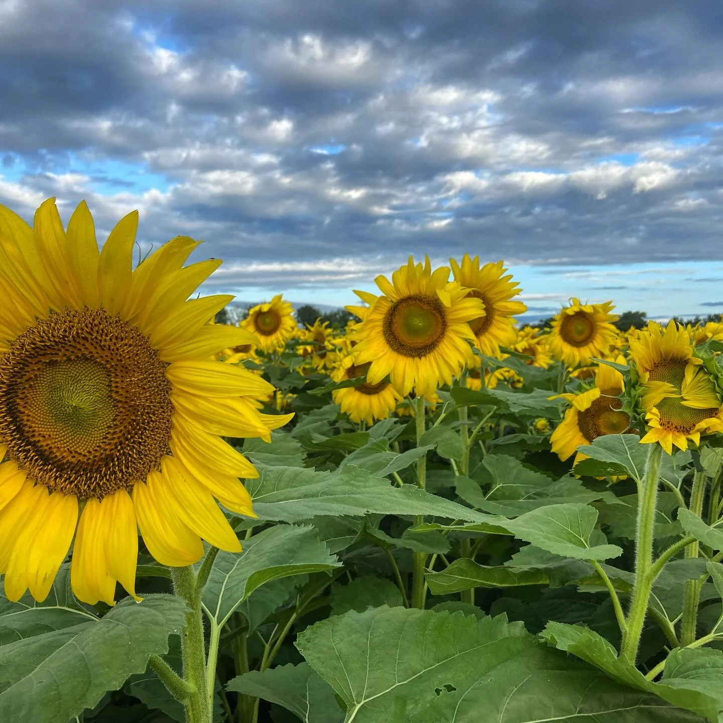Sunfox Farm | Sunflower Oils | Herbals Tea | Herbs & Spices | Body Care ...