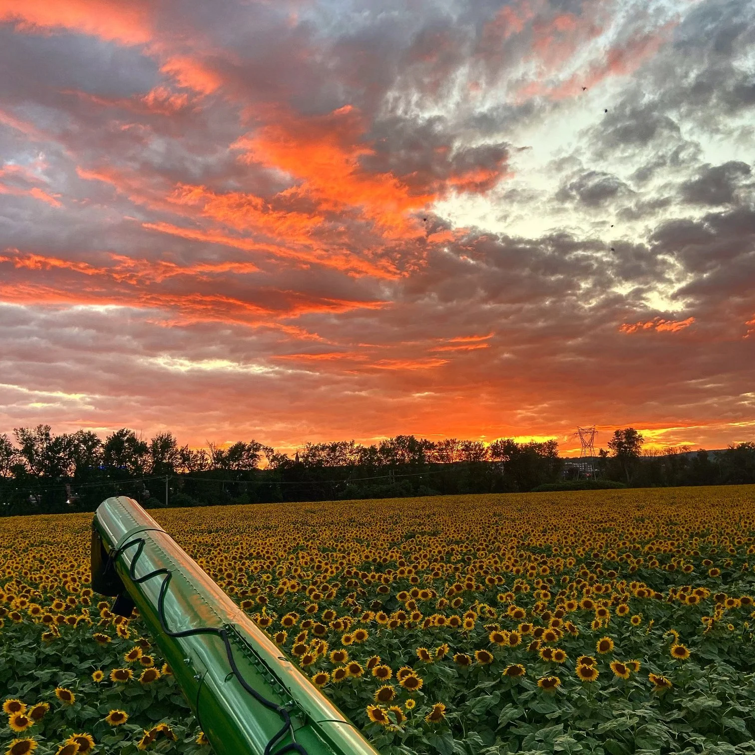 Sunflower Festival — Sunfox Farm