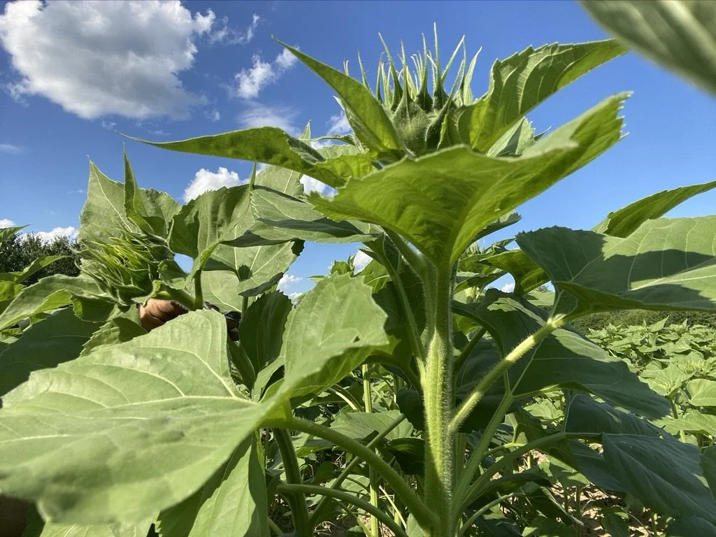Sunfox Farm | Sunflower Oils | Herbals Tea | Herbs & Spices | Body Care ...