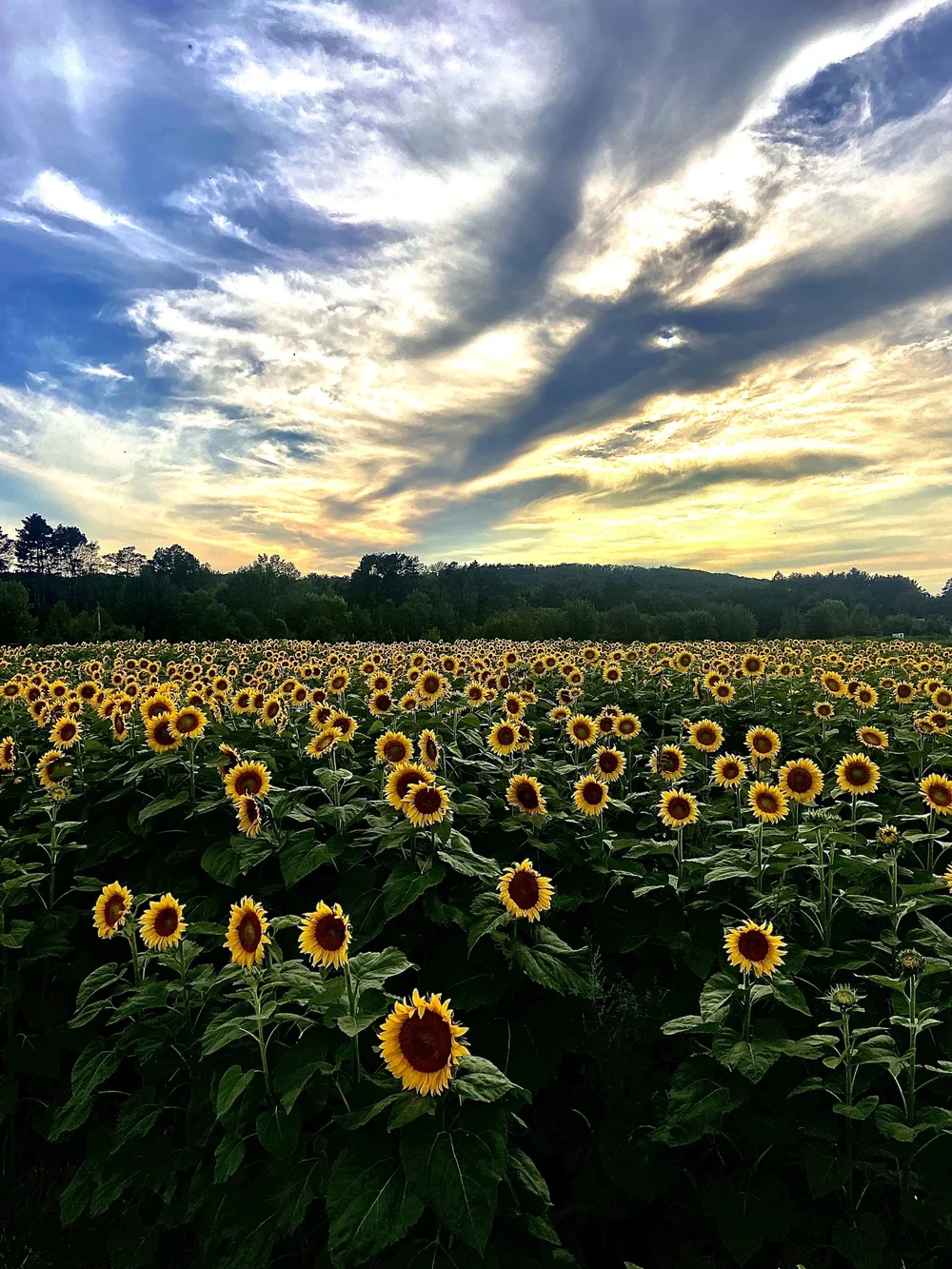Sunfox Farm | Sunflower Oils | Herbals Tea | Herbs & Spices | Body Care ...