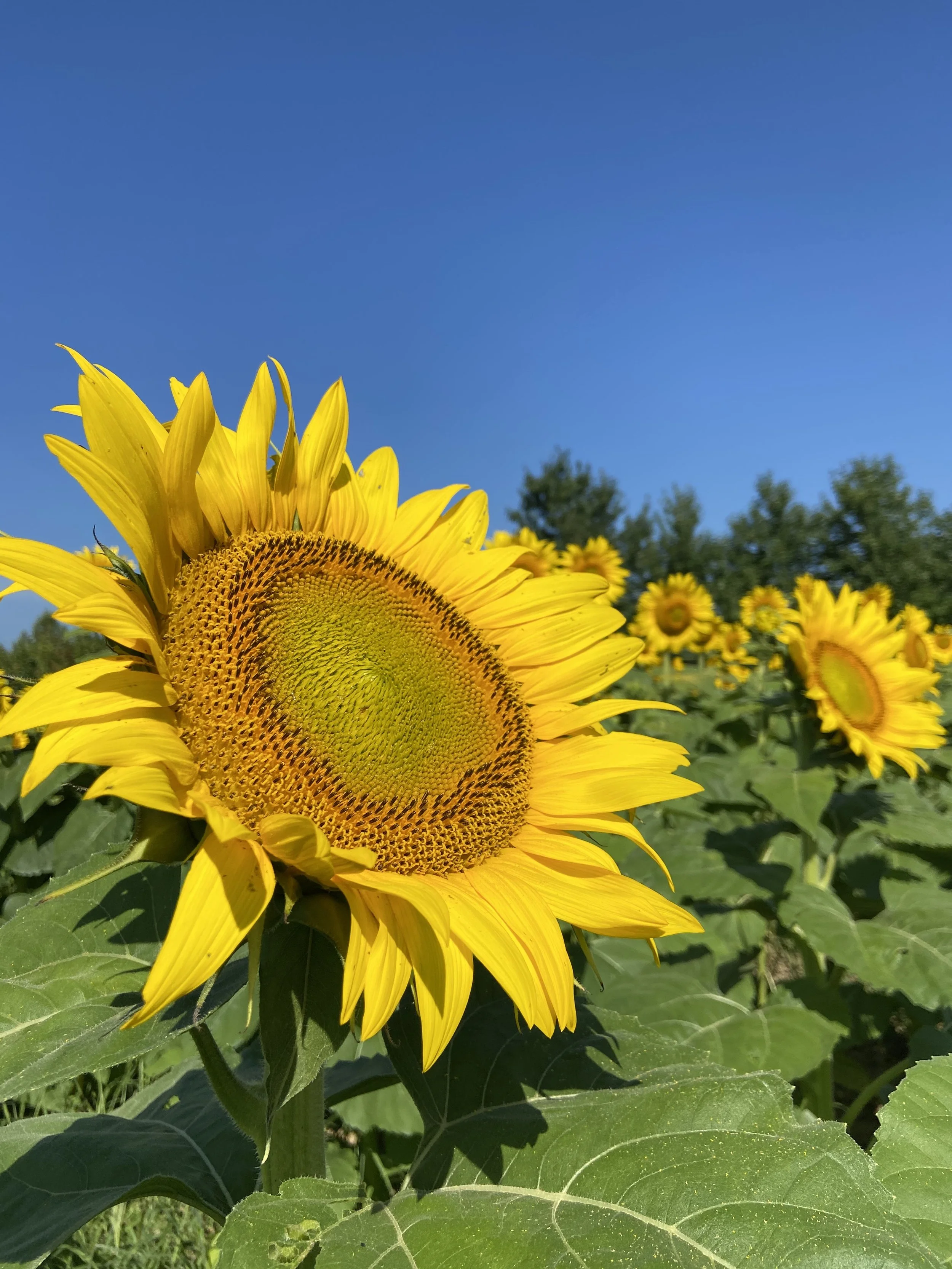 Sunflower Festival — Sunfox Farm