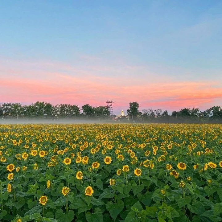 Sunflower Festival — Sunfox Farm