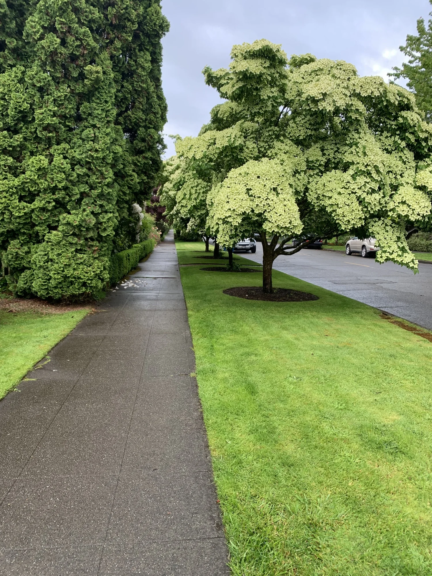 Friends of Madison Park