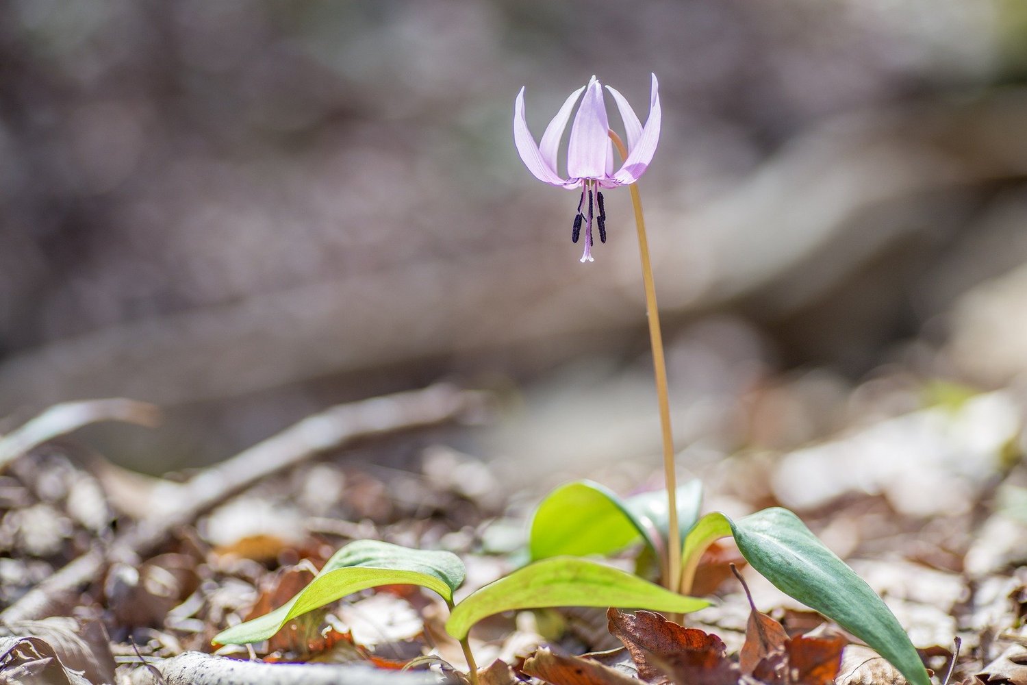 Landscaping Journal: Browse Landscaping Ideas in Denver, CO — Enviroscapes