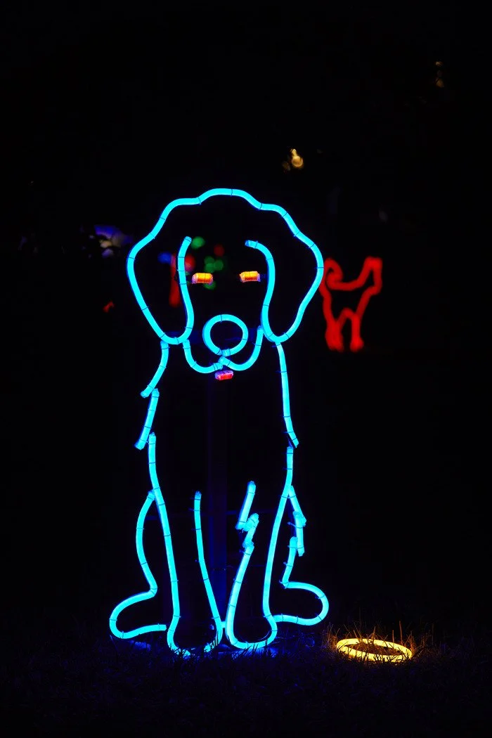 Neon Dog Park — Volter International