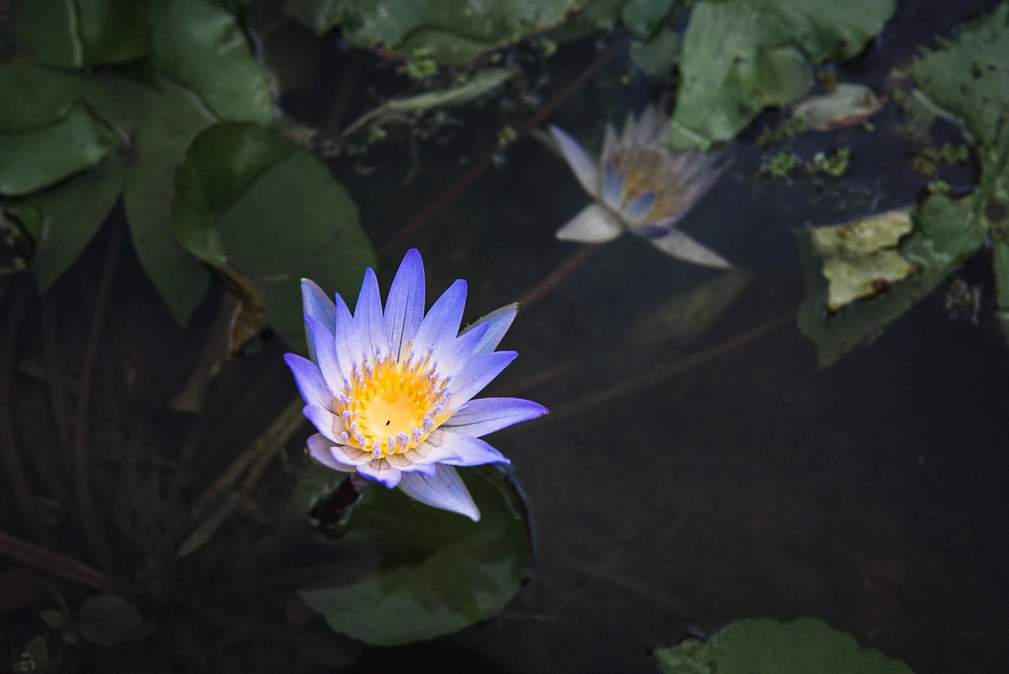Real Blue Lotus