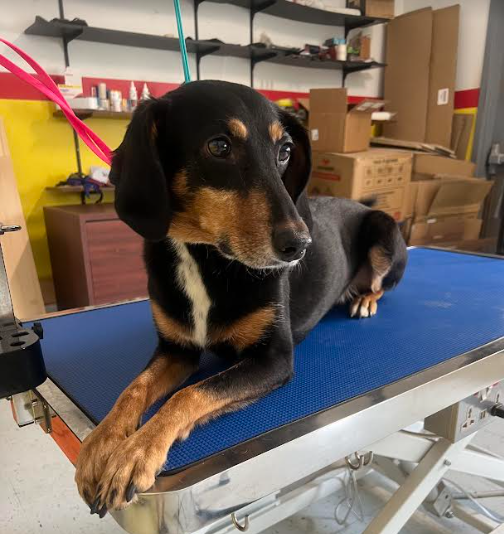 The Dog Stay - Spa Services — The Pack Inc.