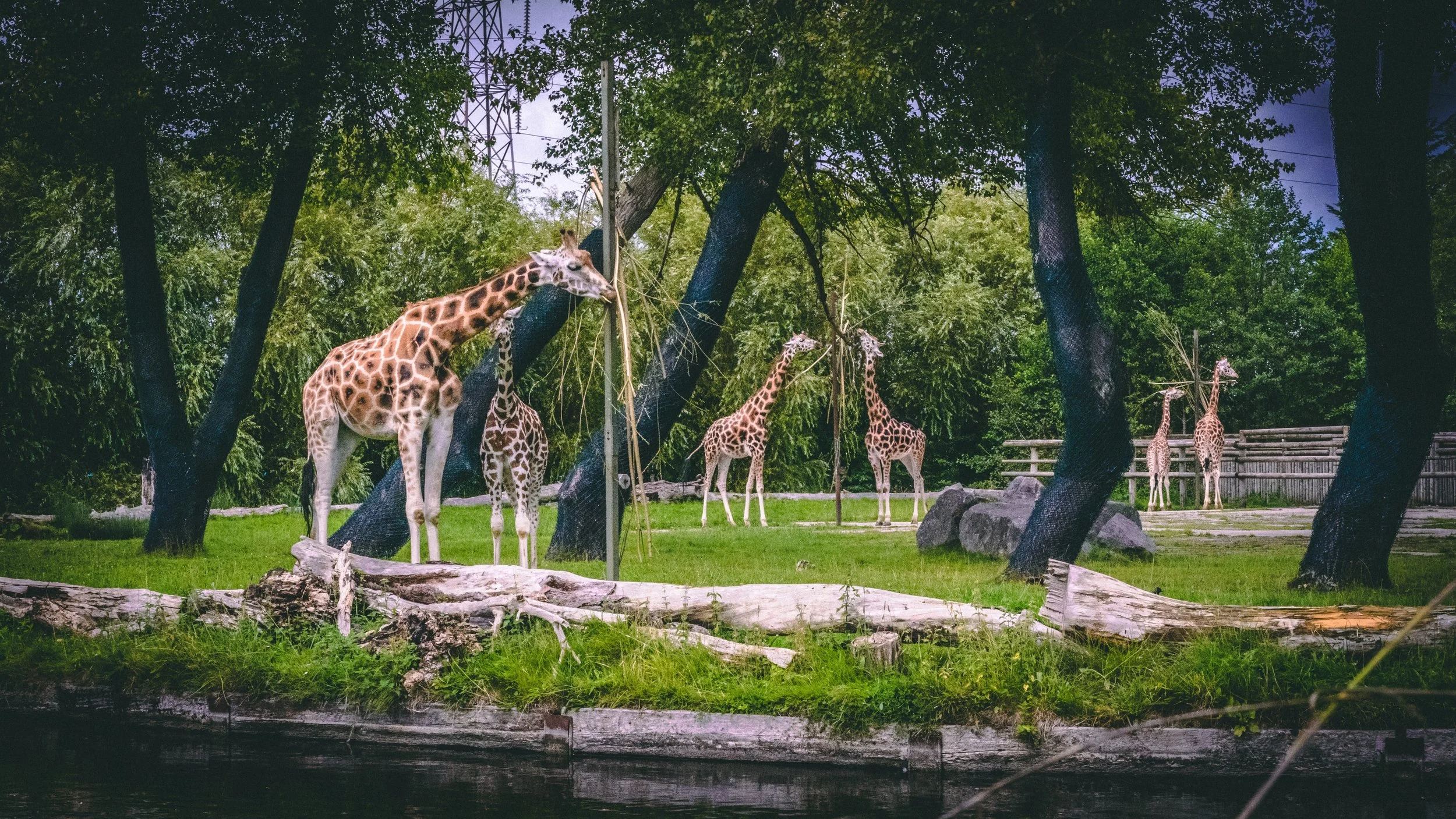 Supporting Conservation with Chester Zoo — Really Good Things