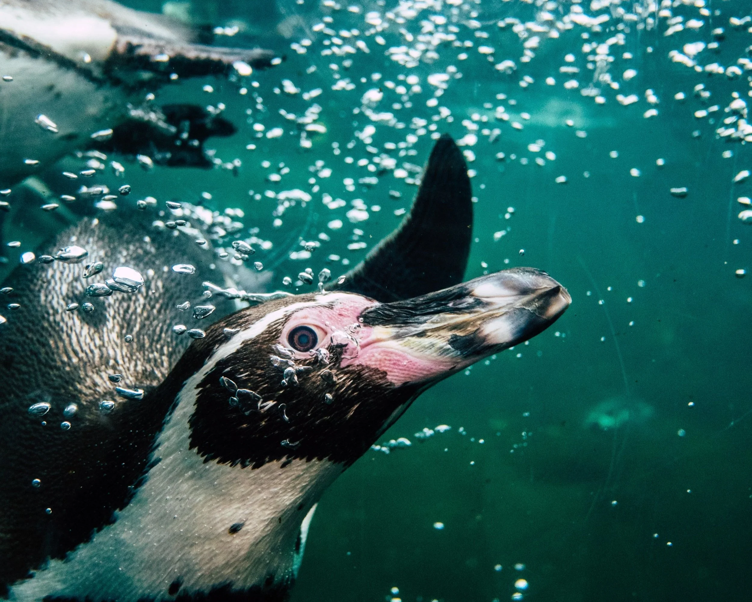 Supporting Conservation with Chester Zoo — Really Good Things