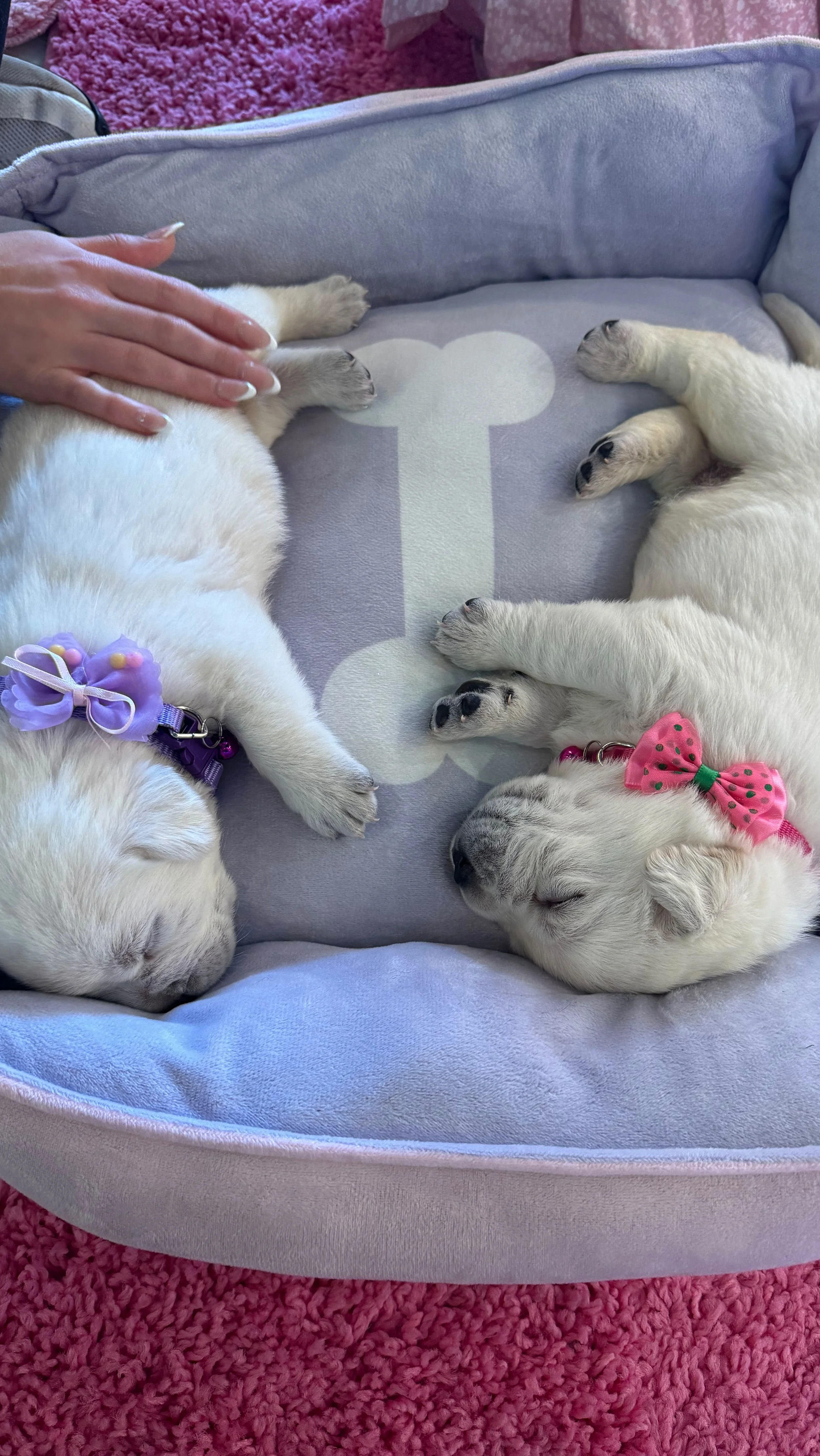 PARTY BABY USA[From Float Baby Founder!] Children + Adult Party Venue