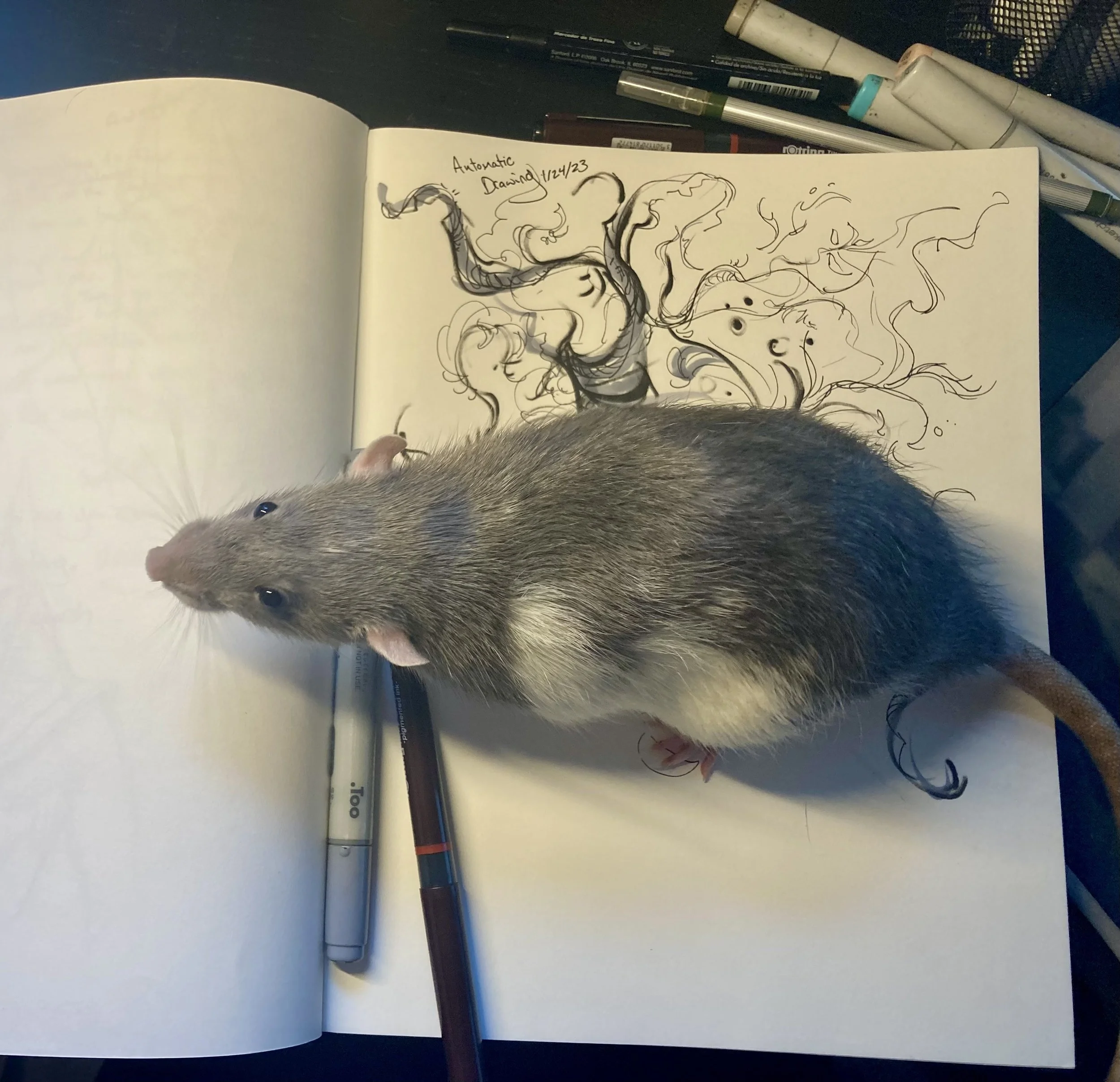 Rat Fanart — Alana Tedmon Illustration