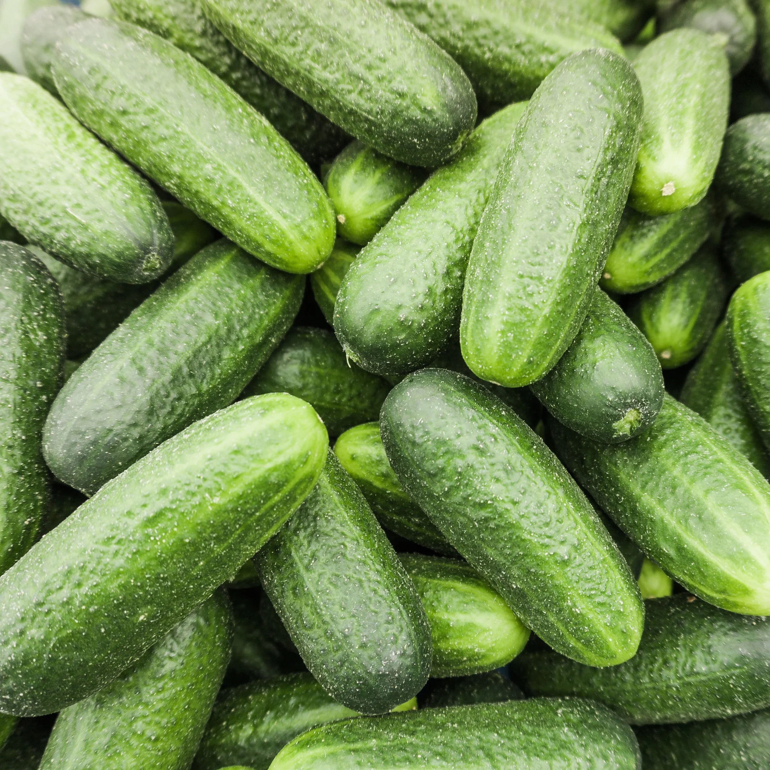 Boston Pickling Cucumber Plant — Kingdom Gardens