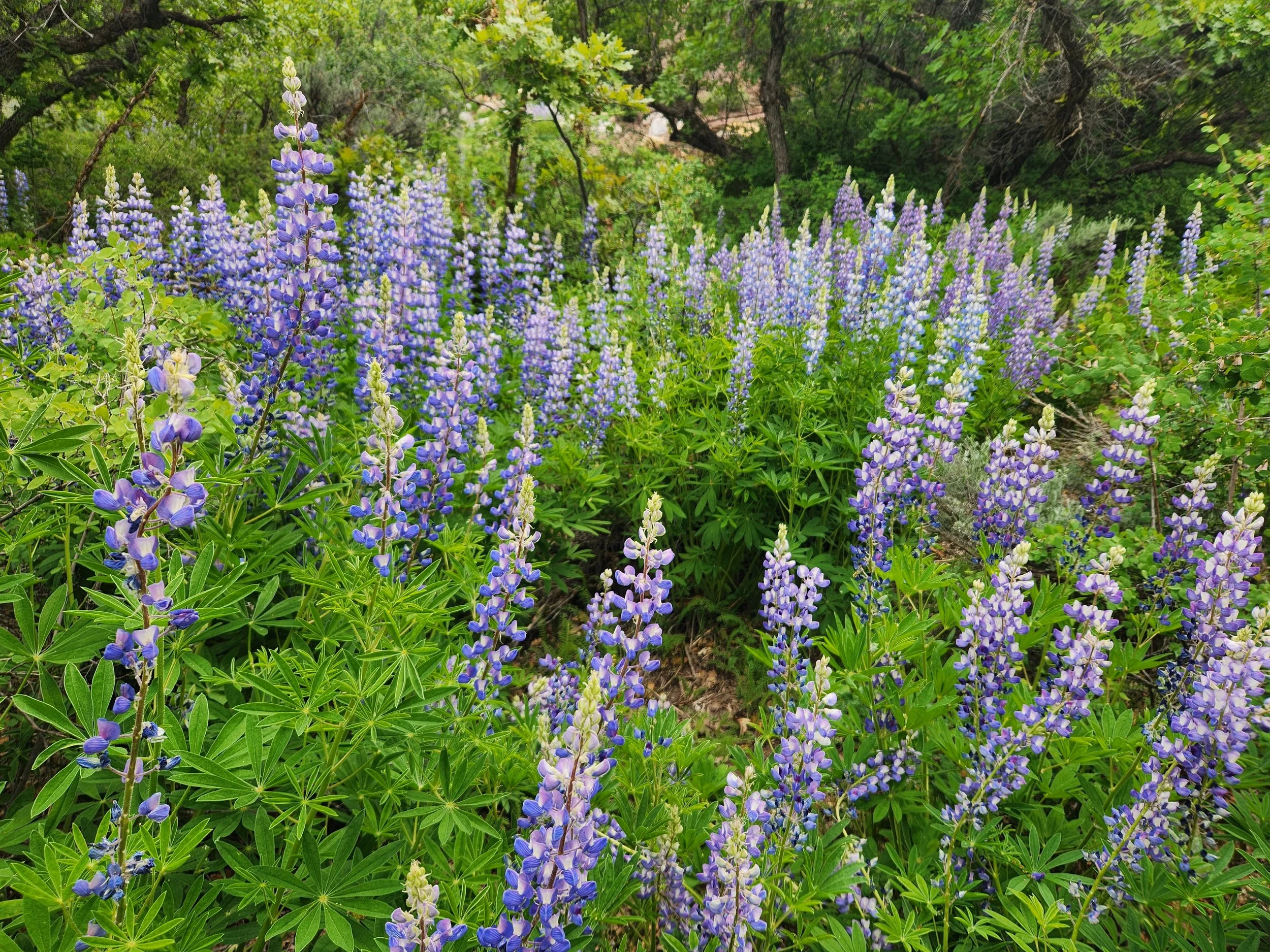 About — Swamp Rose Ecology