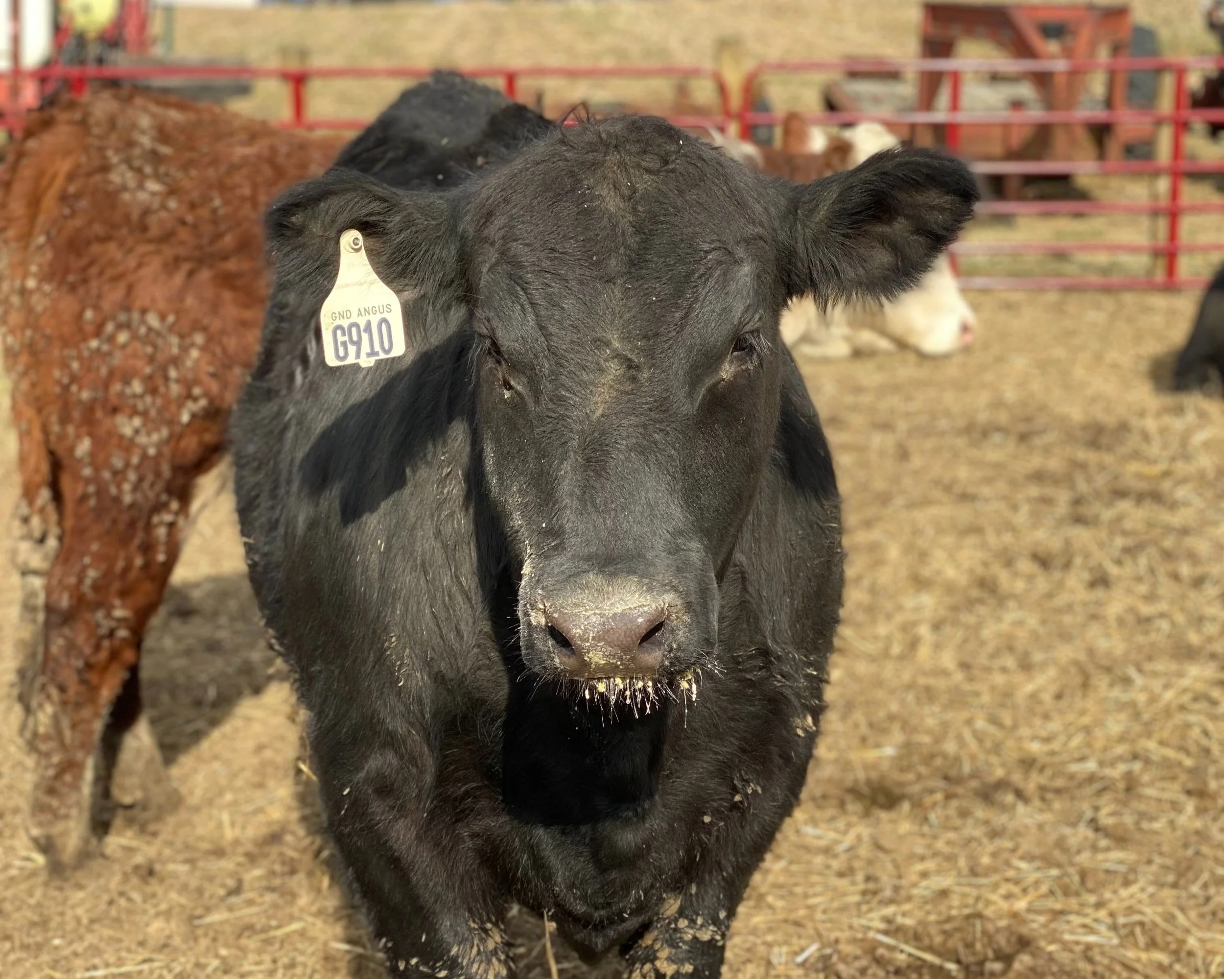 Payne Farms Cattle Co. | All Natural Beef | Farm Fresh Pork | Milford ...