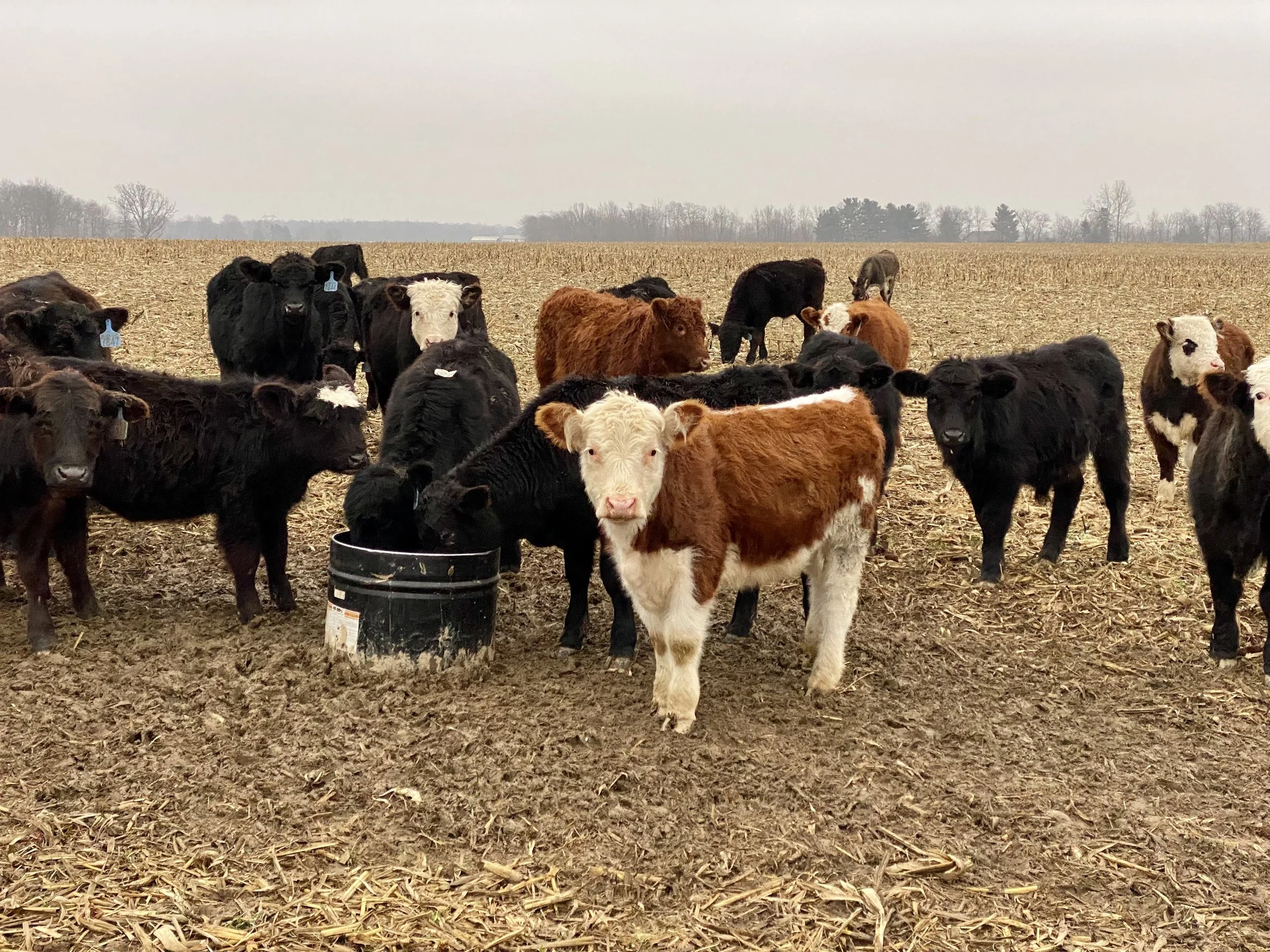 Payne Farms Cattle Co. | All Natural Beef | Farm Fresh Pork | Milford ...