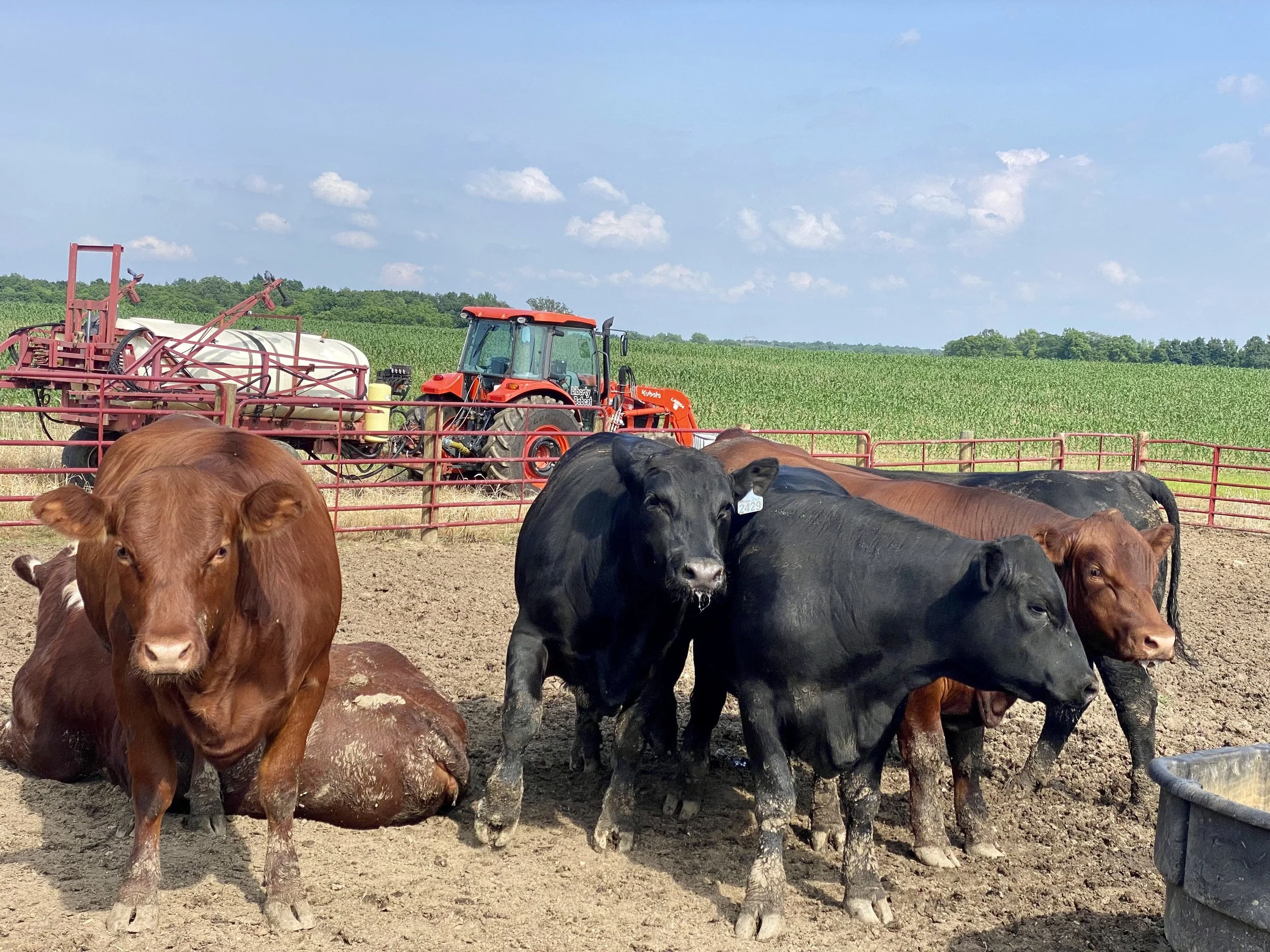 Payne Farms Cattle Co. | All Natural Beef | Farm Fresh Pork | Milford ...