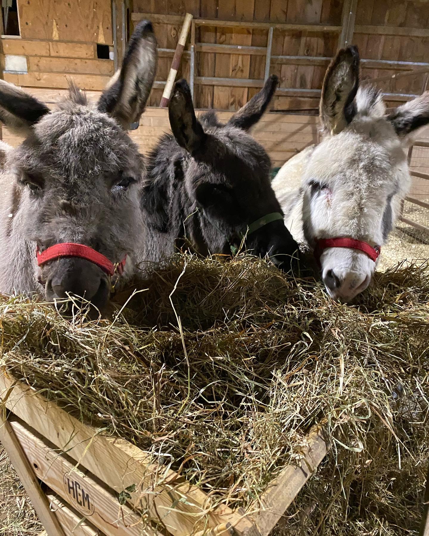 Meet the Donkeys — Merrymac Farm Sanctuary