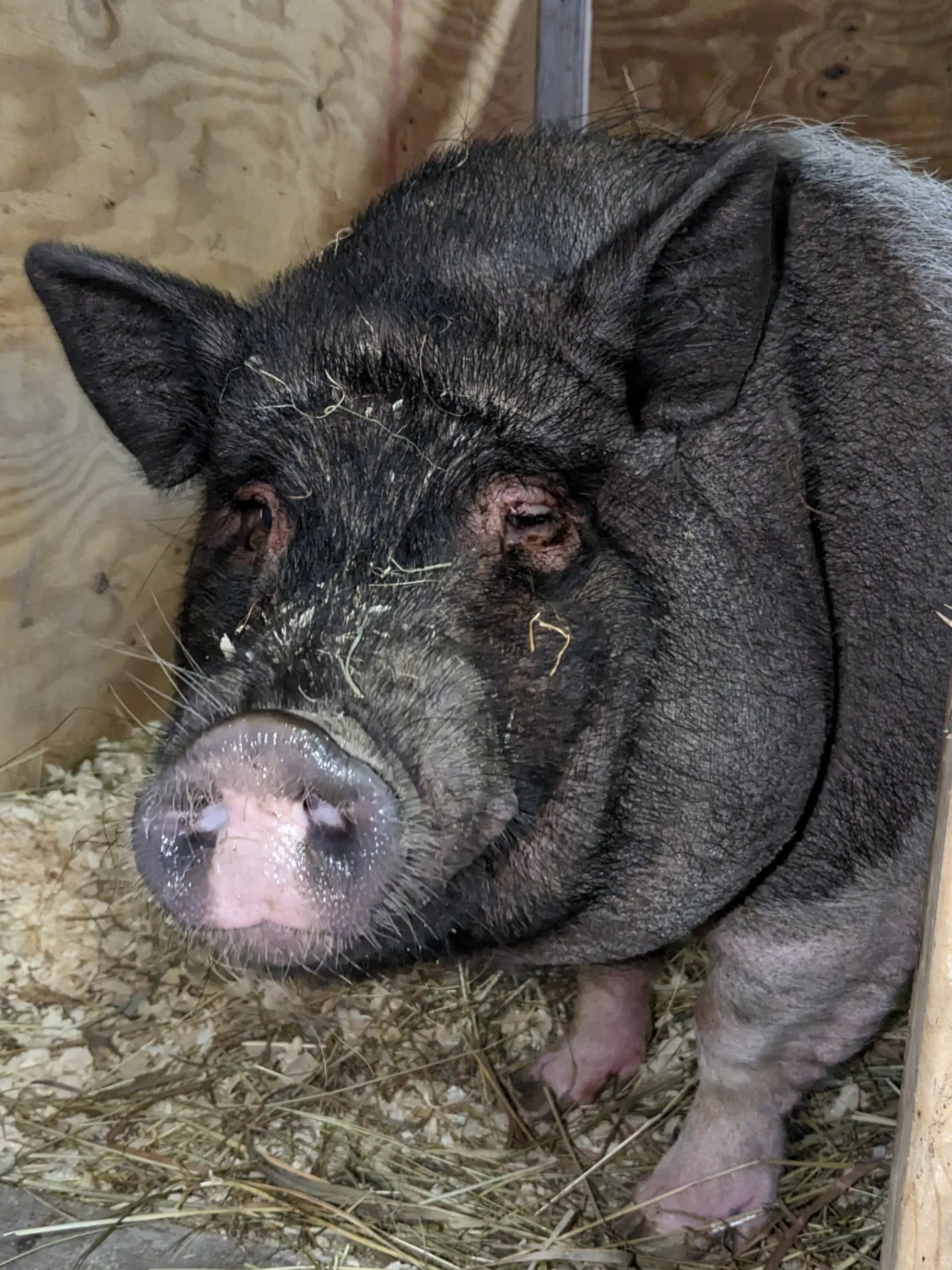 Meet the Pigs — Merrymac Farm Sanctuary