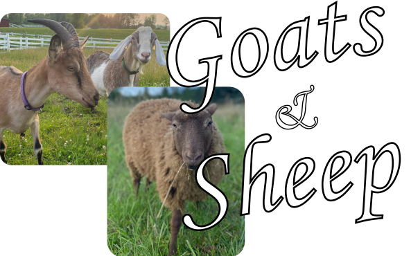 Meet the Residents — Merrymac Farm Sanctuary