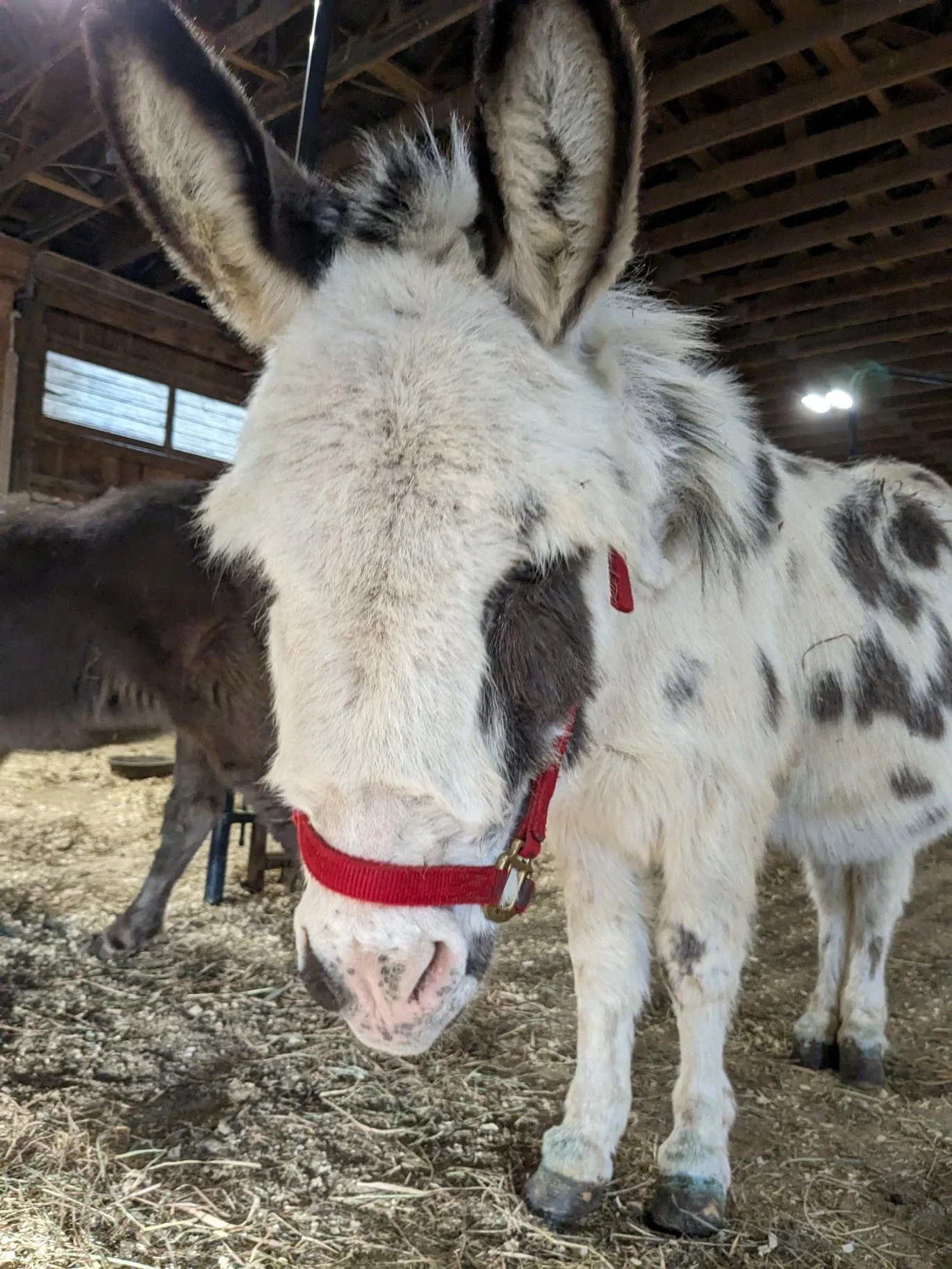 Meet the Donkeys — Merrymac Farm Sanctuary