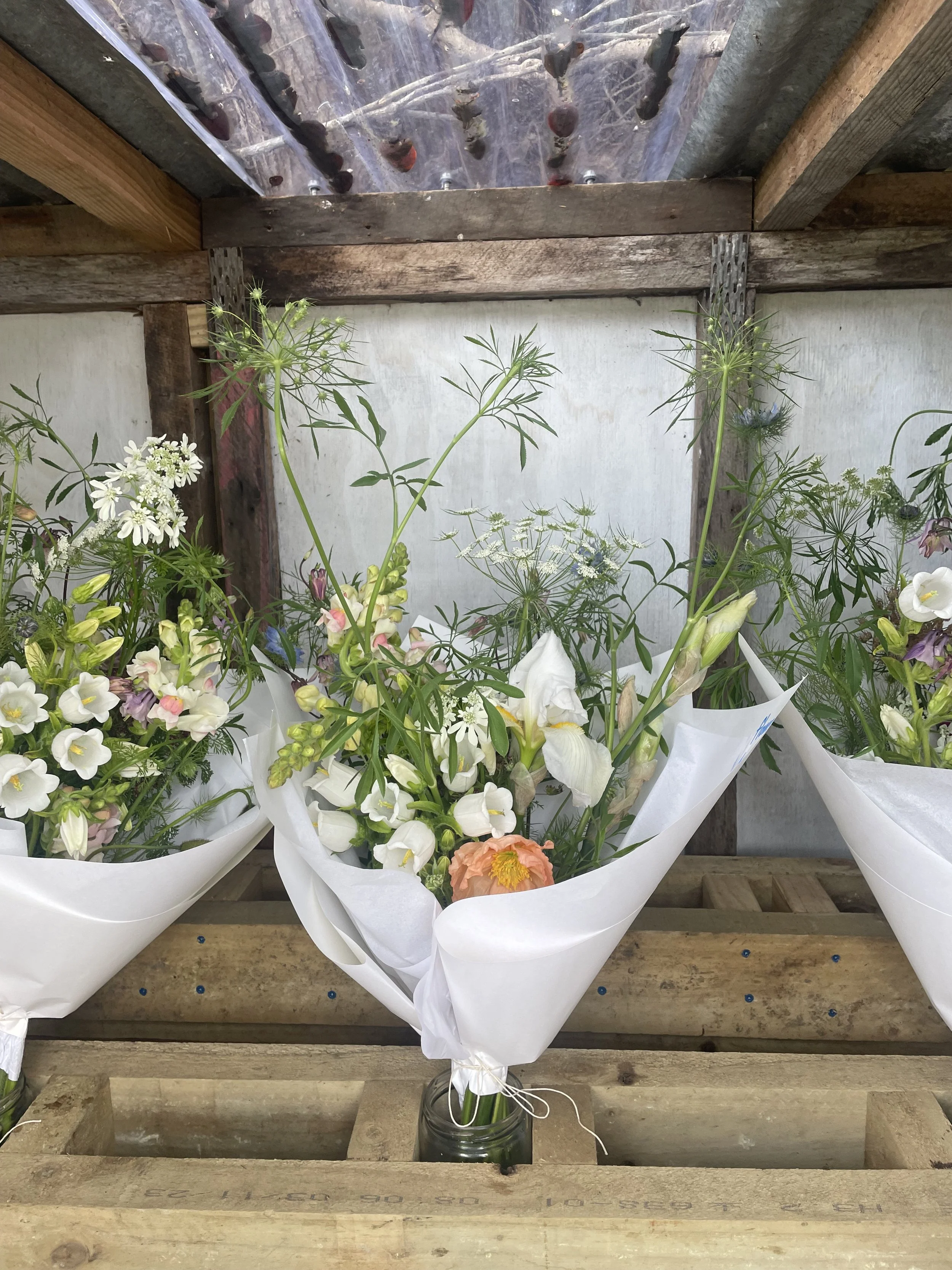 Flowers — By Phoebe